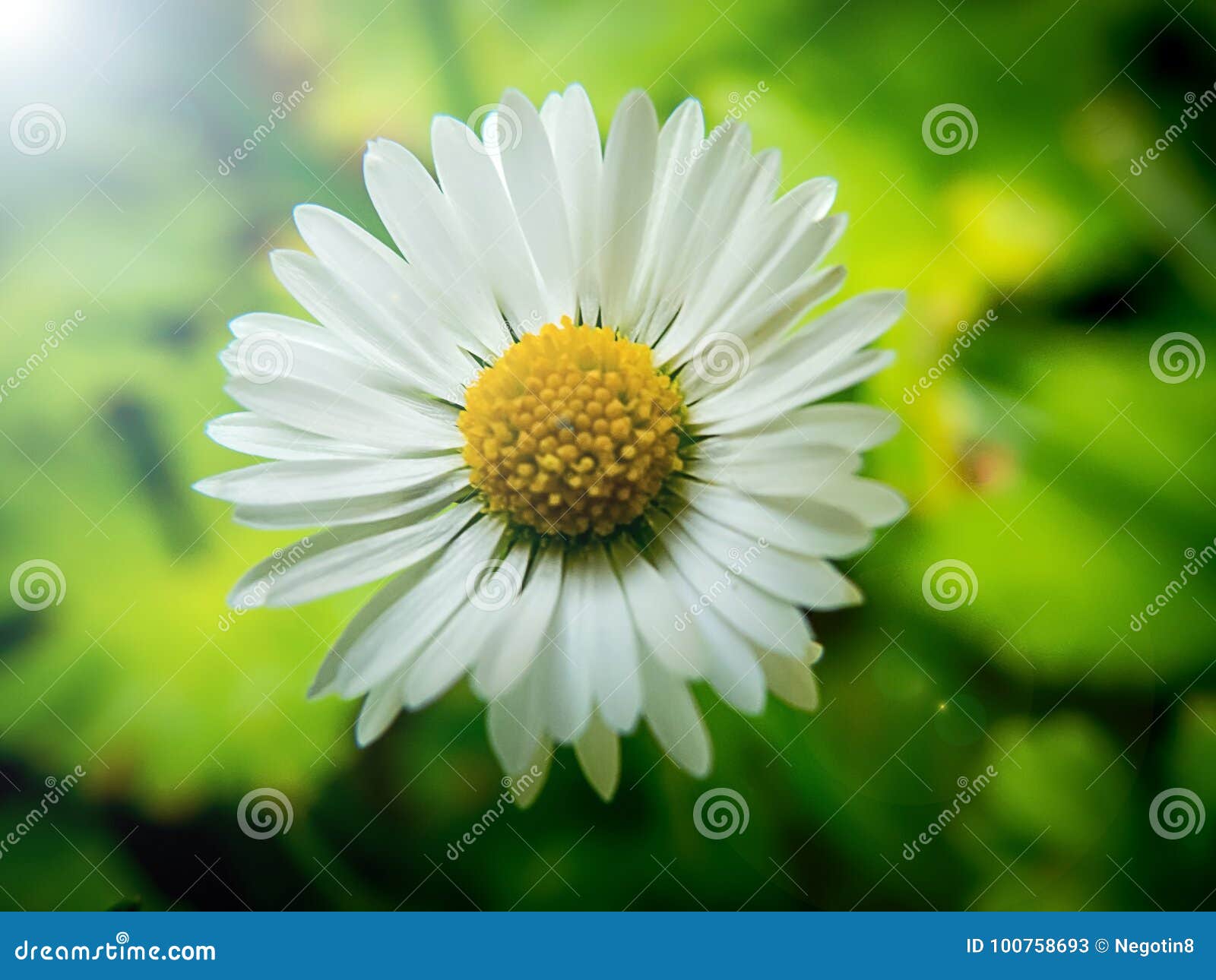 Daisy Flower Macro stock image. Image of beauty, botany - 100758693