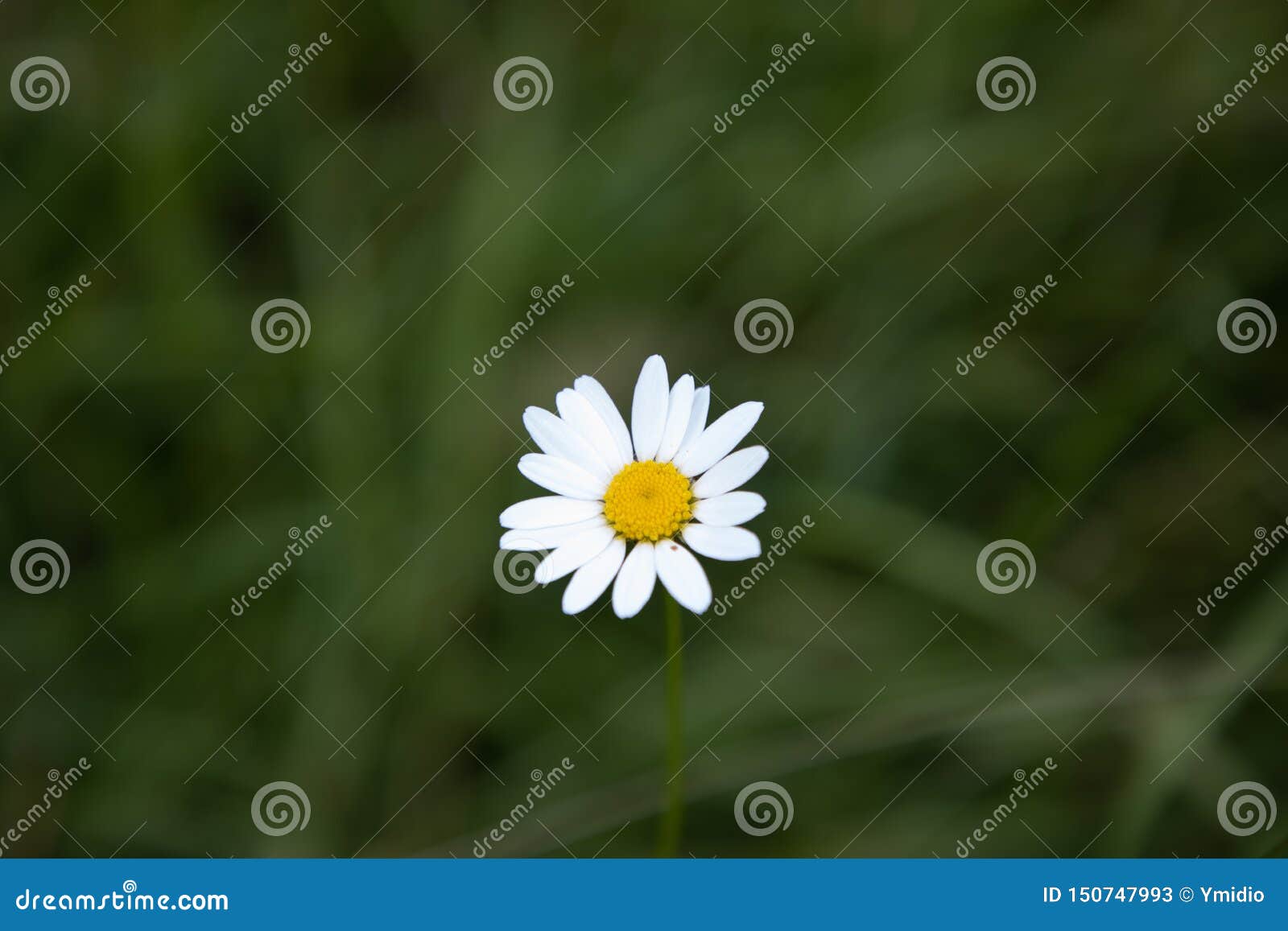 Daisy Flower in a Middle of a Meadow Stock Image - Image of france ...