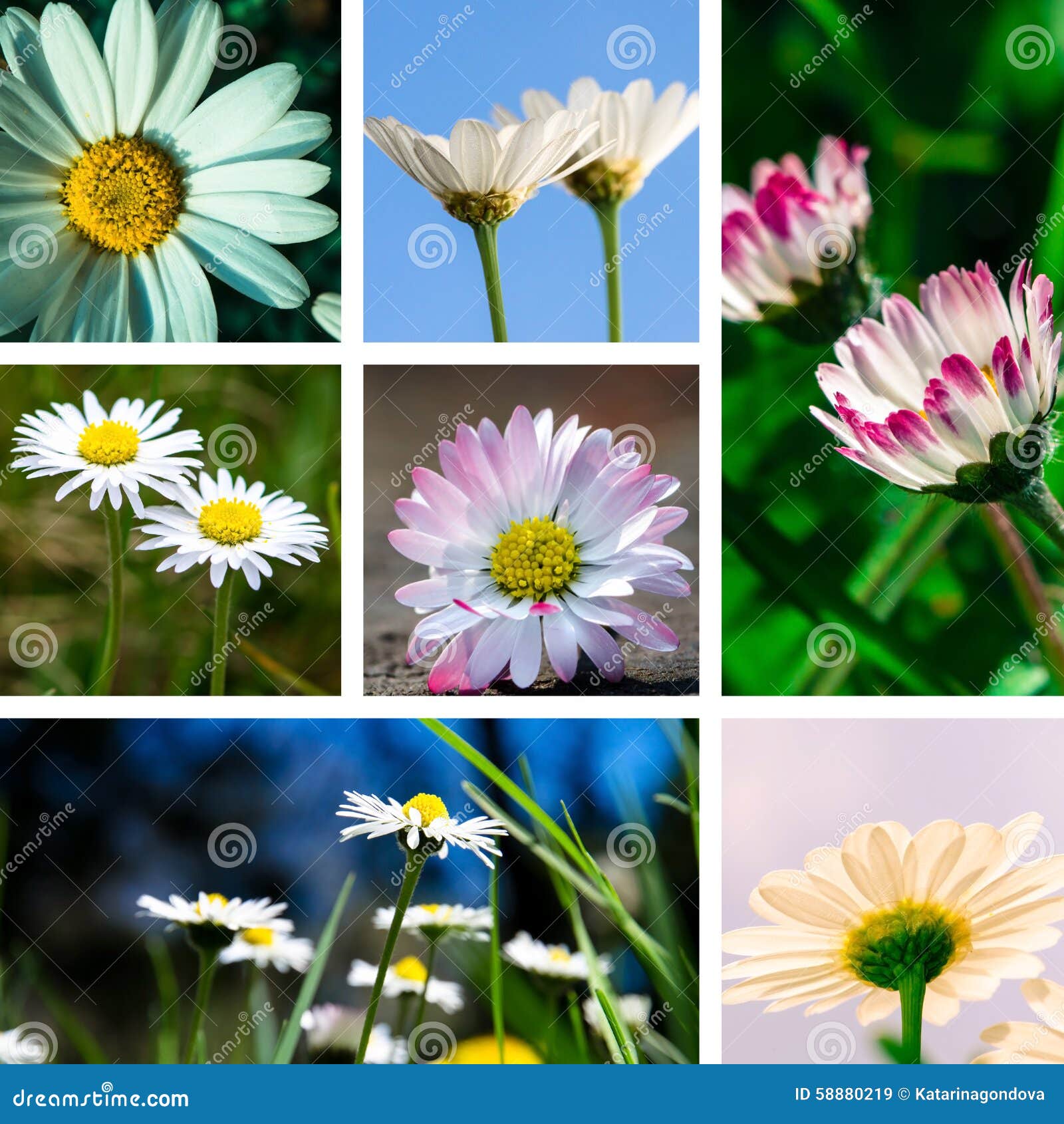 Daisy flower mix stock image. Image of season, flora - 58880219