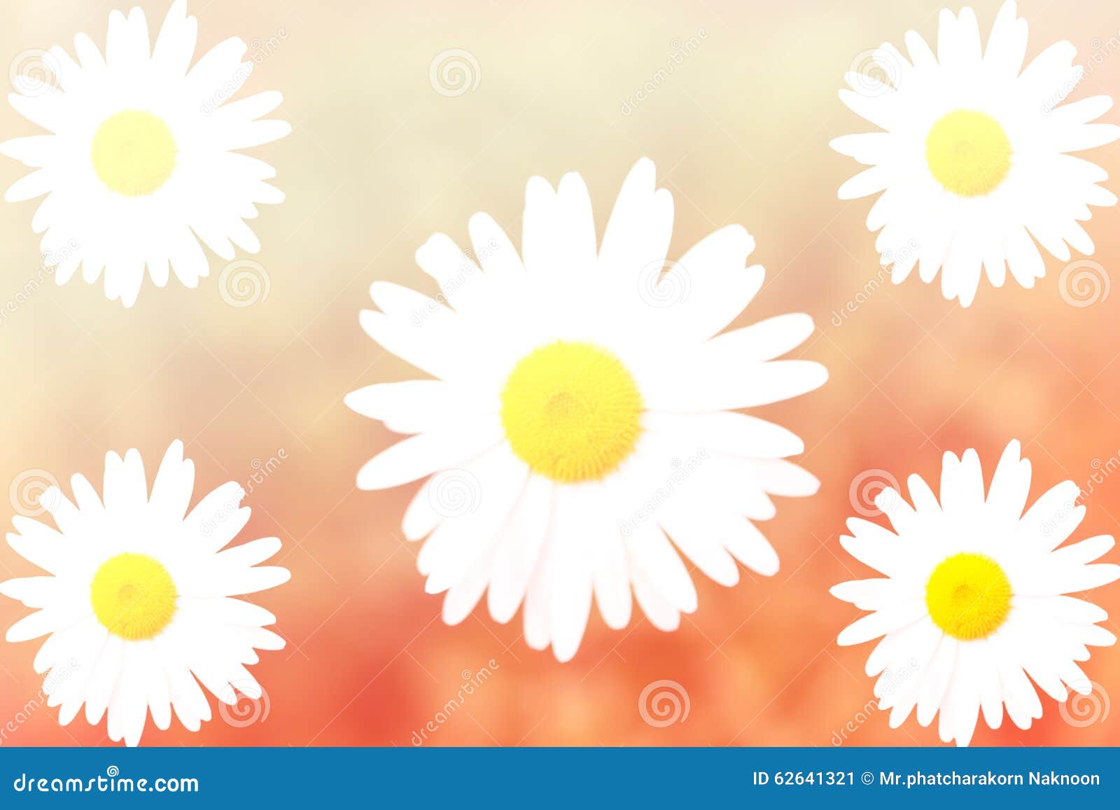 Daisy Flower in Motion Blur, with Gradient Filter Effect Stock Image ...