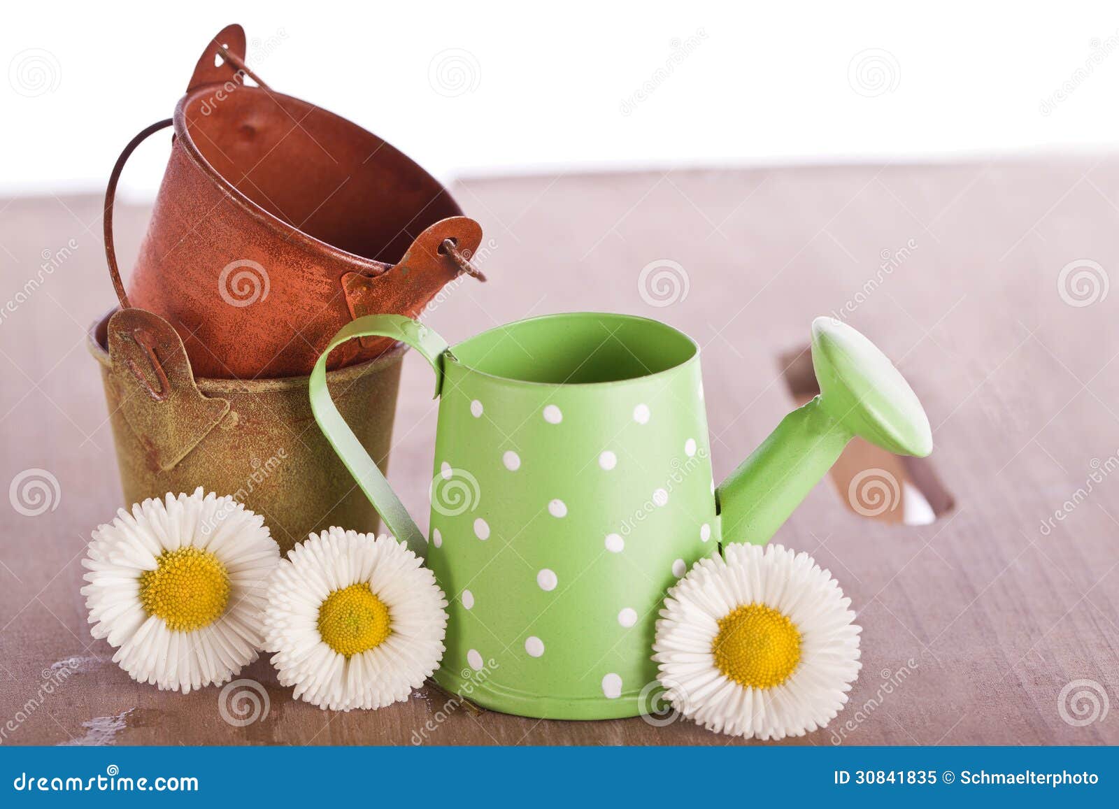 Daisy Flower with Old Tin Bucket Stock Image - Image of chamomile ...