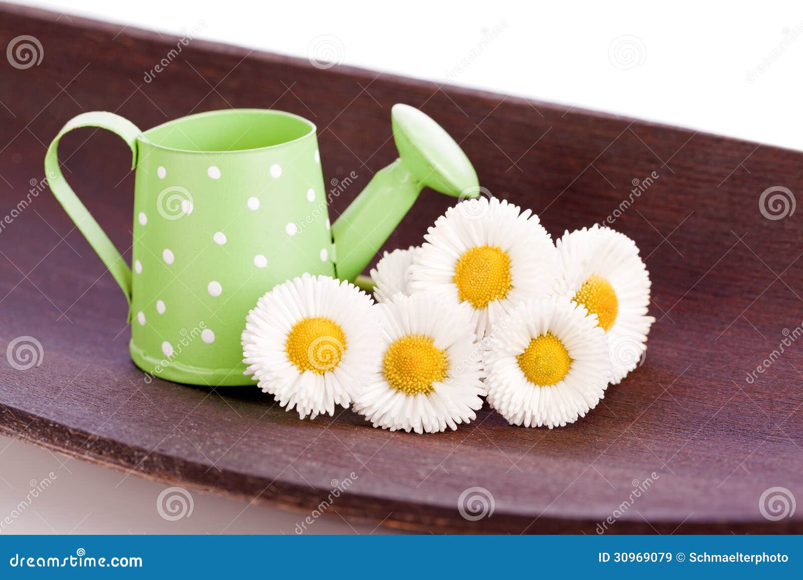 Daisy Flower with Old Tin Bucket Stock Image - Image of iron, pail ...