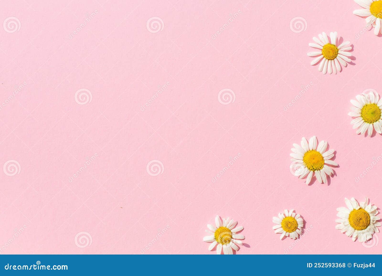 Daisy Flower on Pink Background Spring, Summer Composition Frame Stock ...