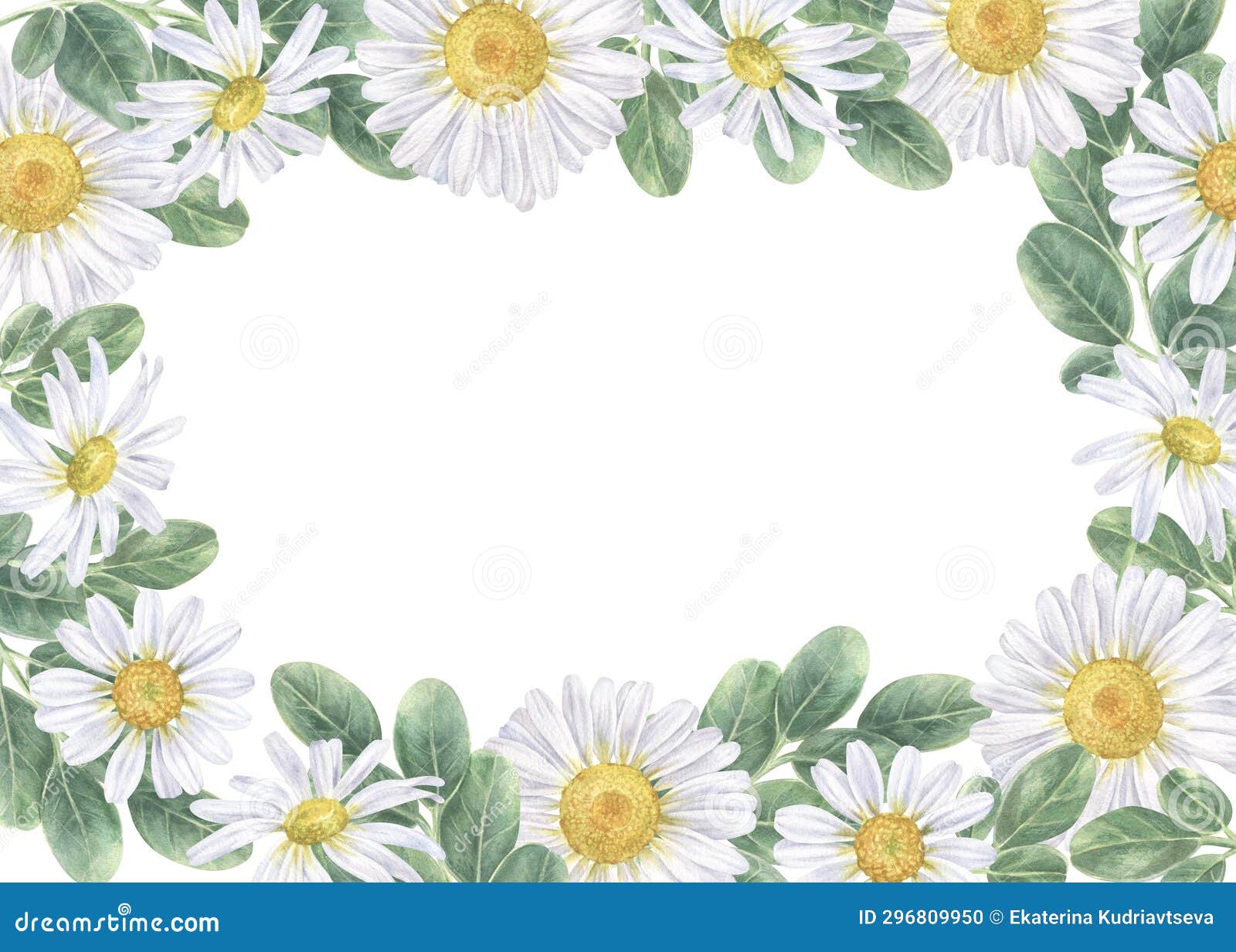 Daisy Flower Rectangular Frame Border. Watercolor Botanical Illustration of White Chamomile ...
