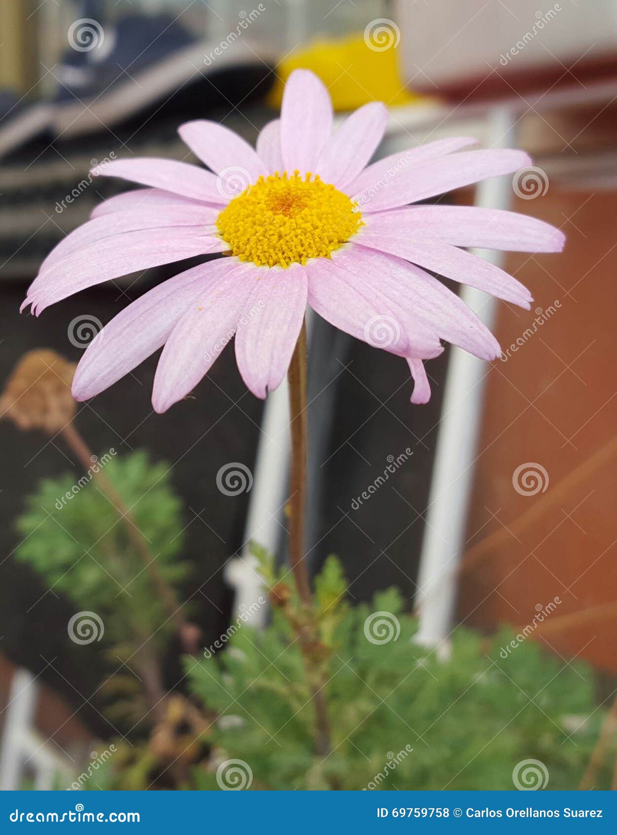 Daisy flower rose stock photo. Image of flower, rose - 69759758