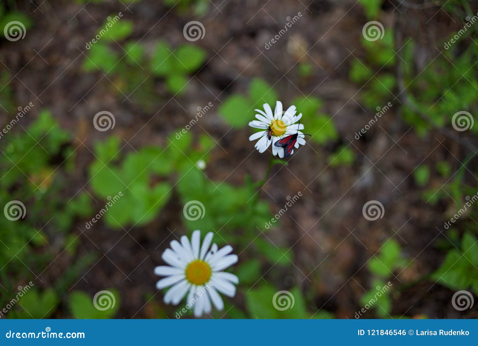 Daisy Flower in Russian Forest Stock Photo - Image of bloom, macro ...