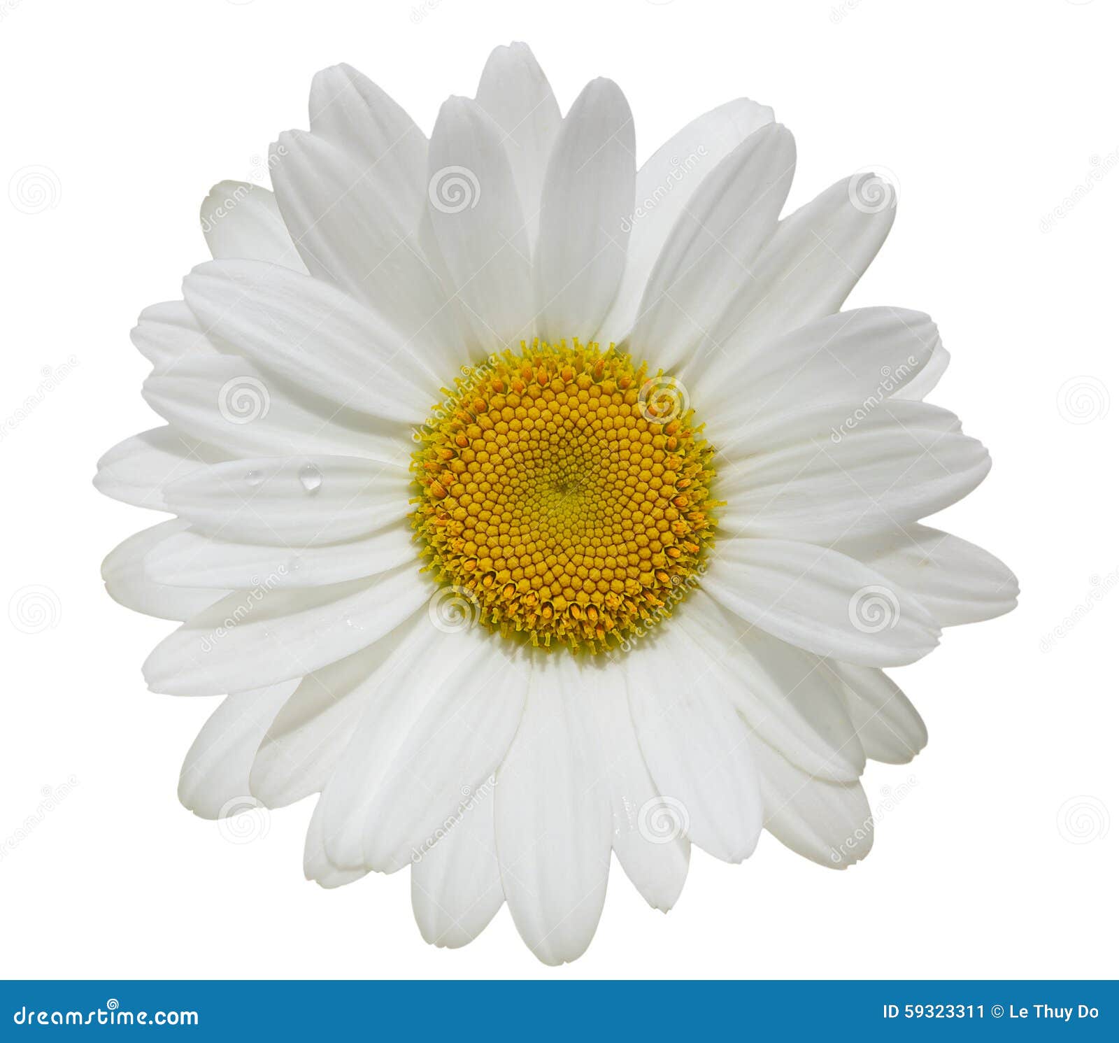 Daisy Flower stock image. Image of summer, floral, object - 59323311