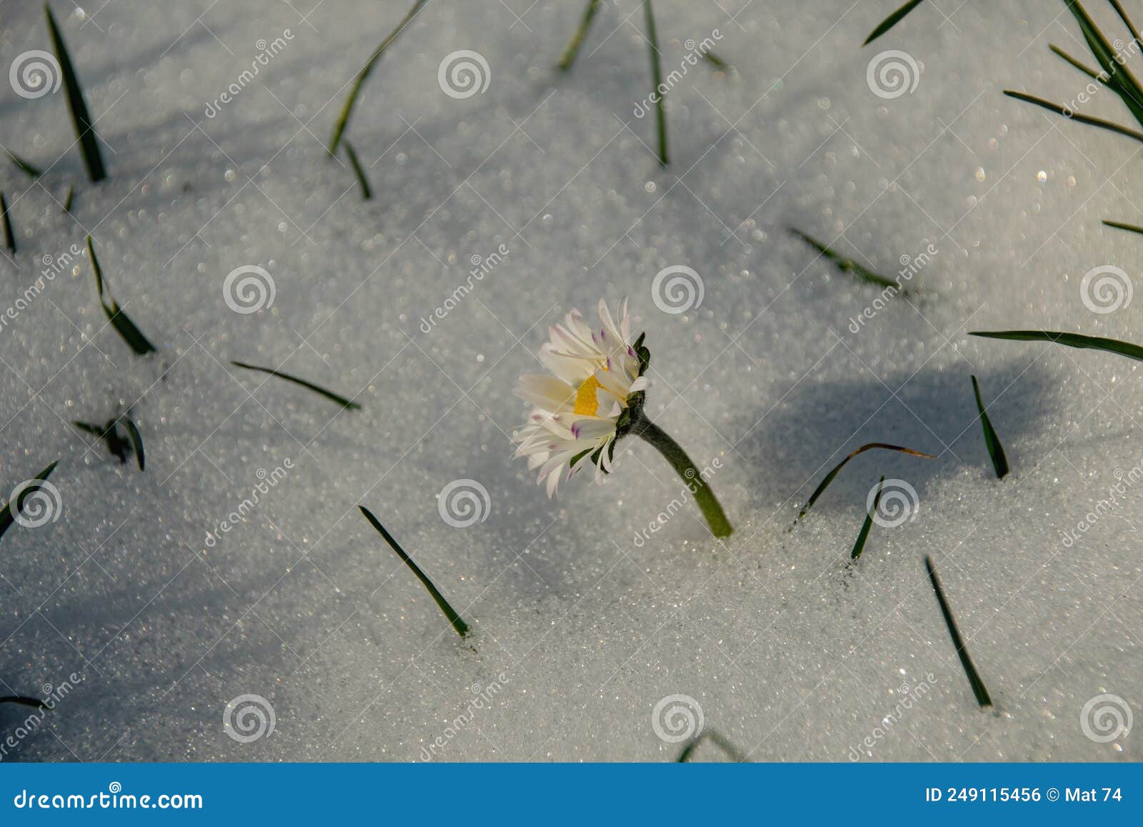 Daisy flower in the snow stock photo. Image of background - 249115456