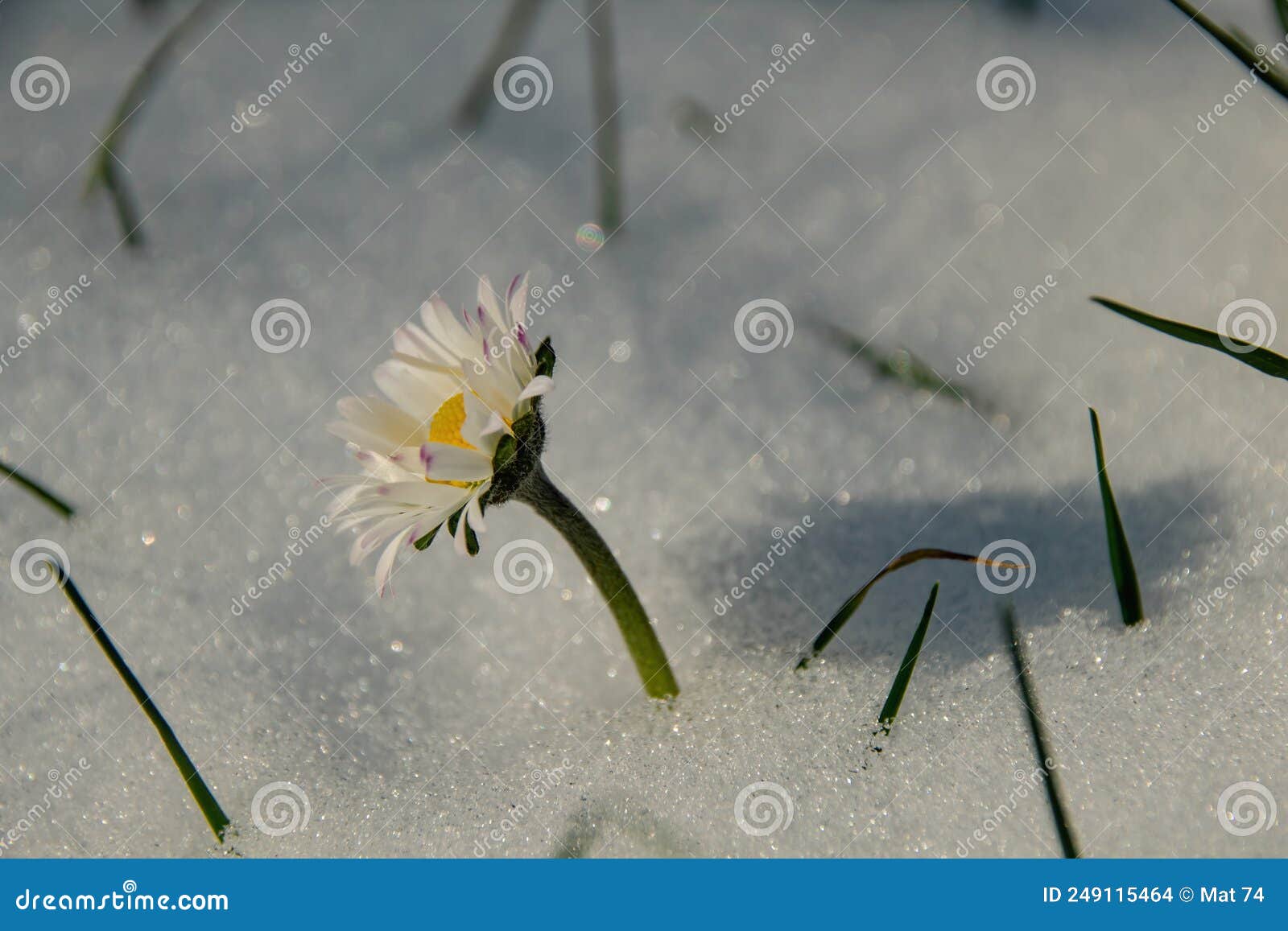 Daisy flower in the snow stock photo. Image of coral - 249115464