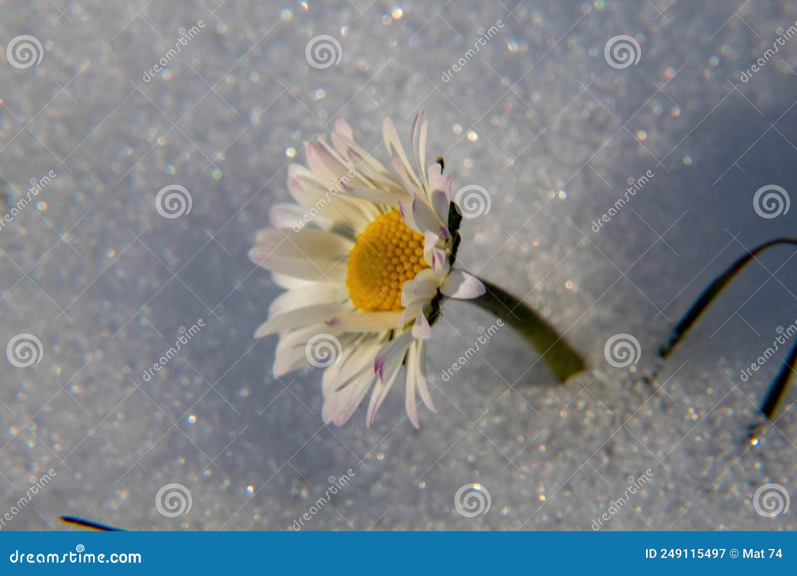 Daisy flower in the snow stock image. Image of flower - 249115497