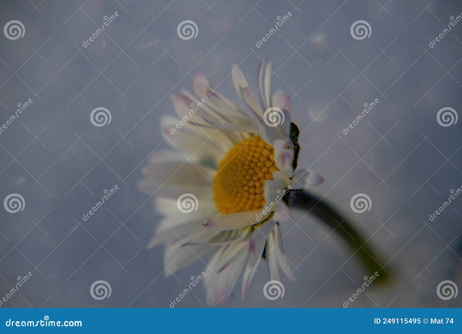 Daisy flower in the snow stock image. Image of garden - 249115495