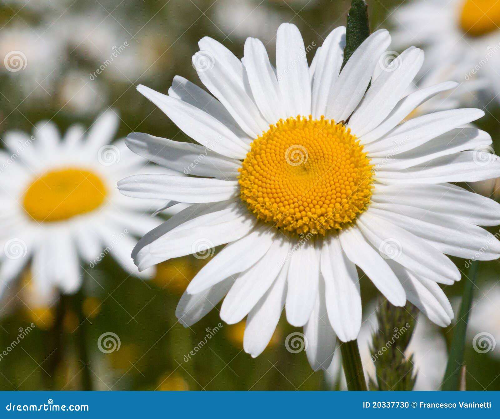 Daisy flower in spring stock photo. Image of freshness - 20337730