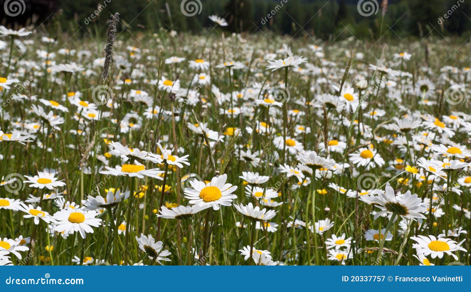 Daisy flower in spring stock image. Image of landscape - 20337757