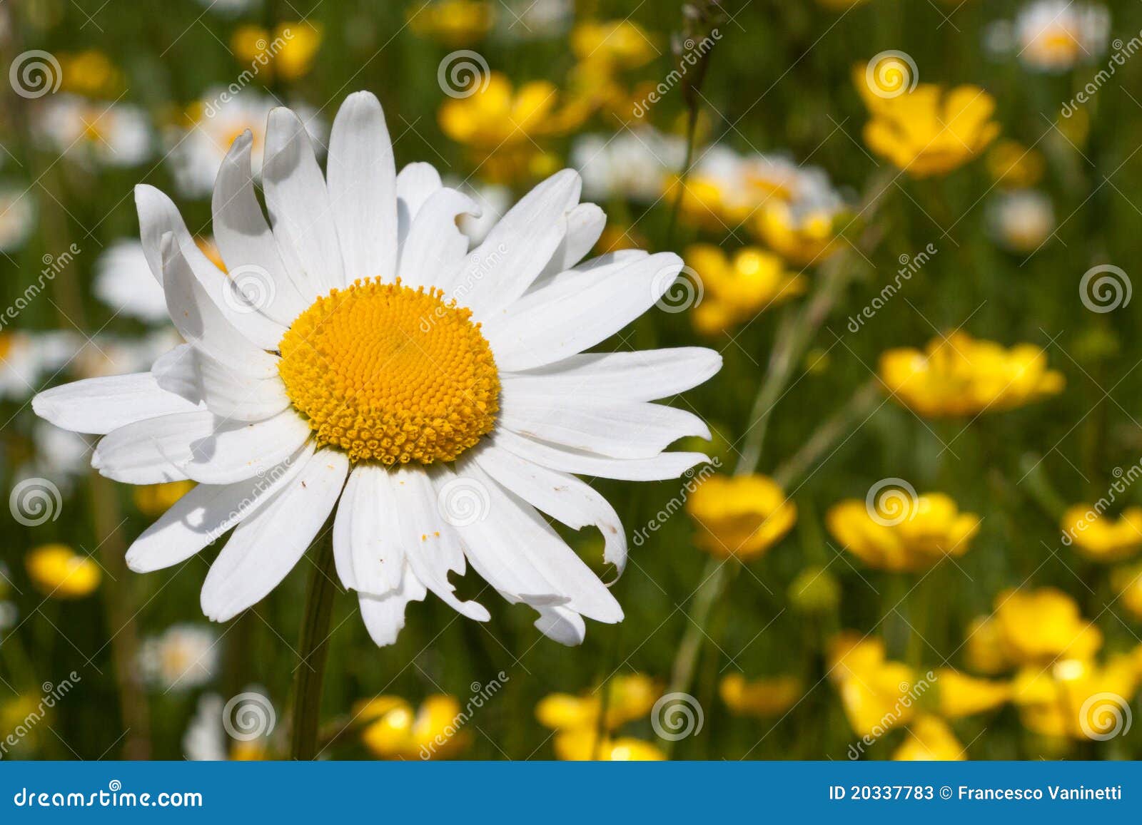 Daisy flower in spring stock image. Image of scene, field - 20337783