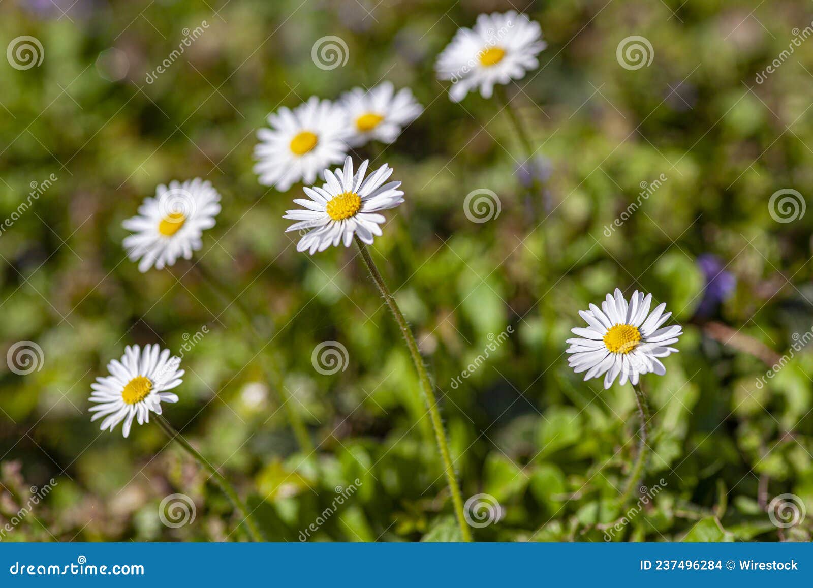 Daisy flower in spring 3 stock photo. Image of garden - 237496284
