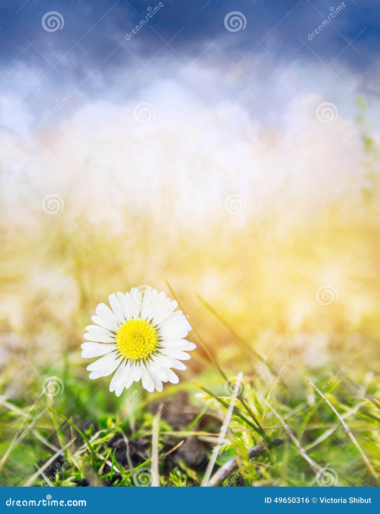 953 Green Grass Lawn Sunrise Blue Sky Floral Nature Spring Background ...