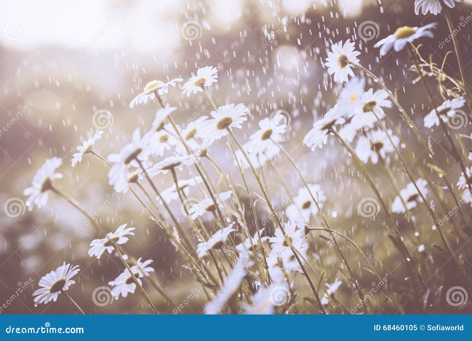 Daisy Flower in Spring Rain Stock Image - Image of color, daisy: 68460105