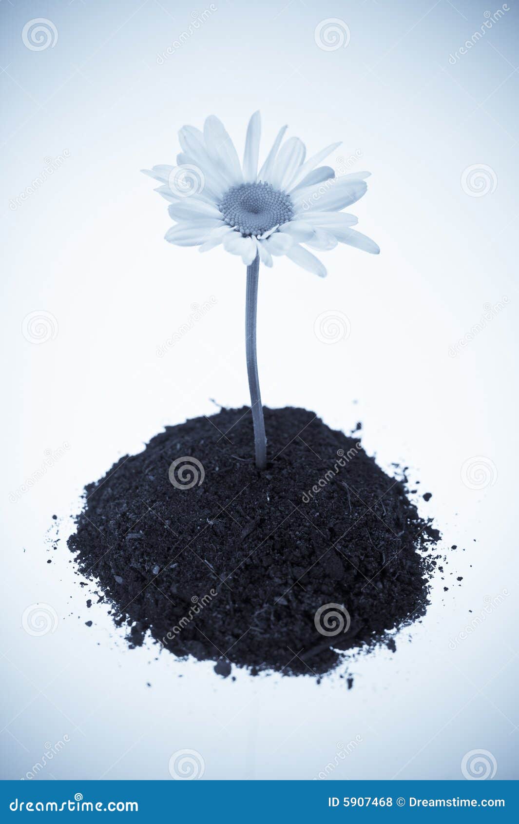 Daisy flower sprouting stock photo. Image of close, life - 5907468