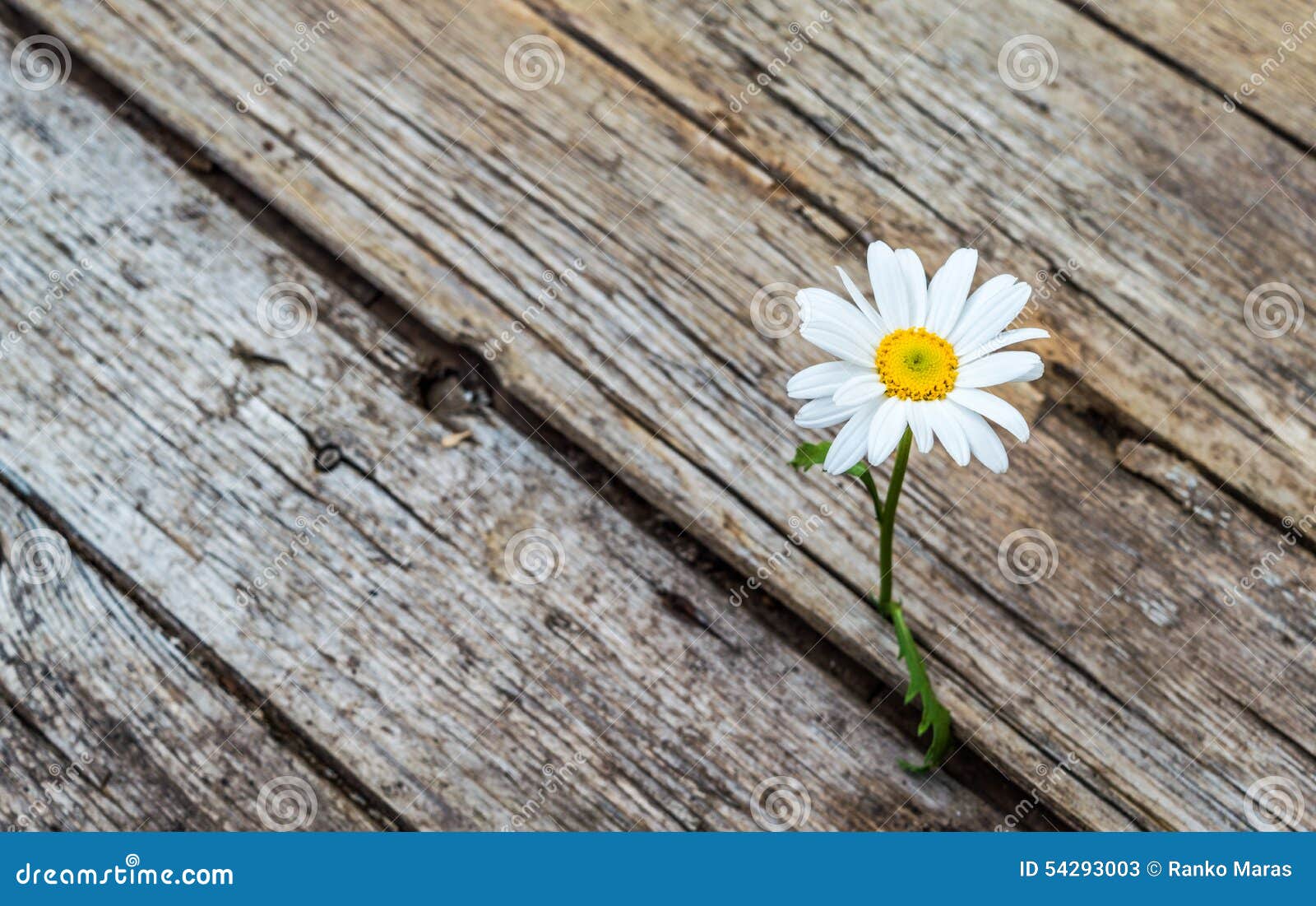 Daisy Flower Standing Alone Stock Image - Image of life, beauty: 54293003
