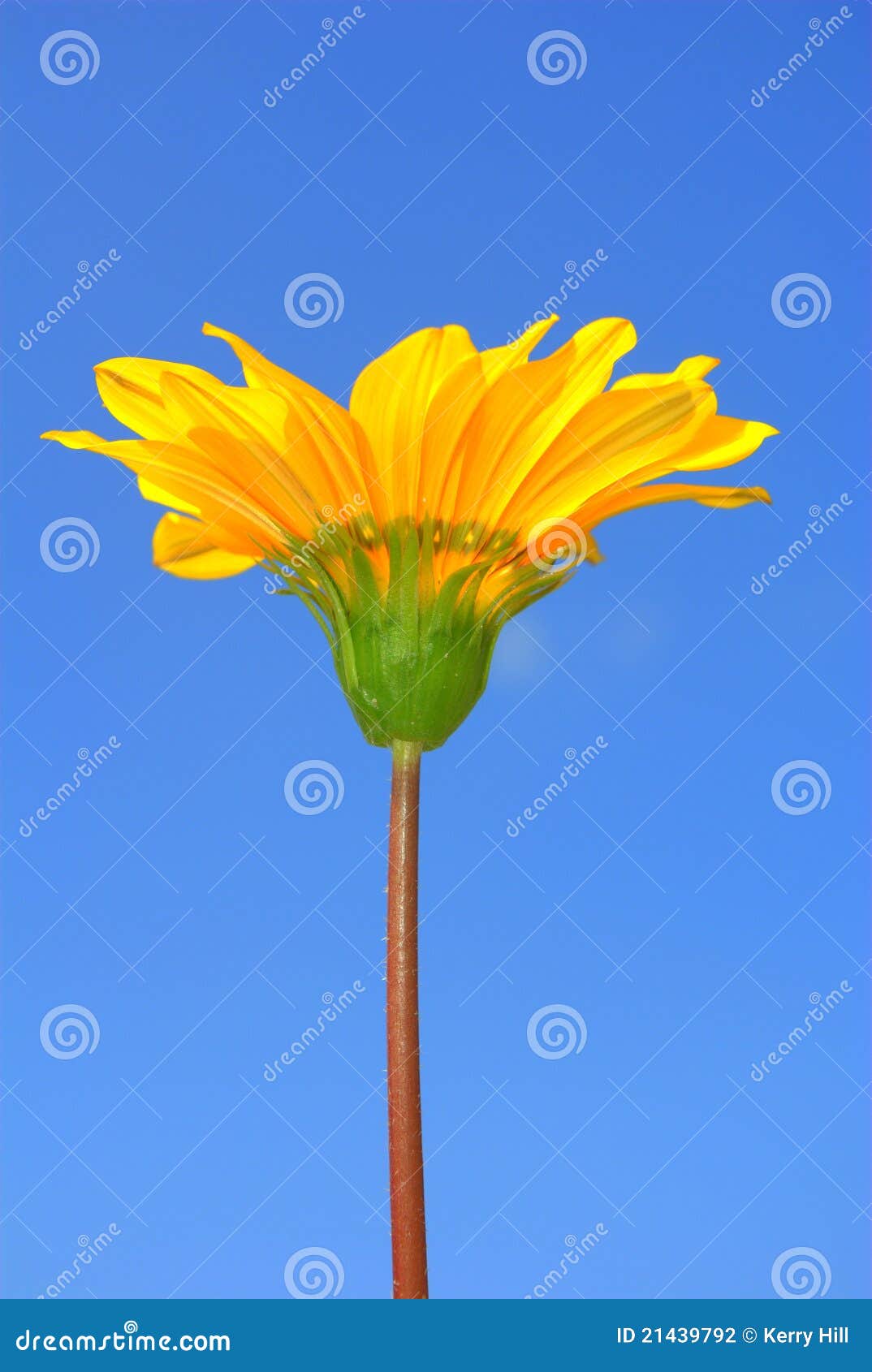 Daisy flower standing tall stock photo. Image of closeup - 21439792