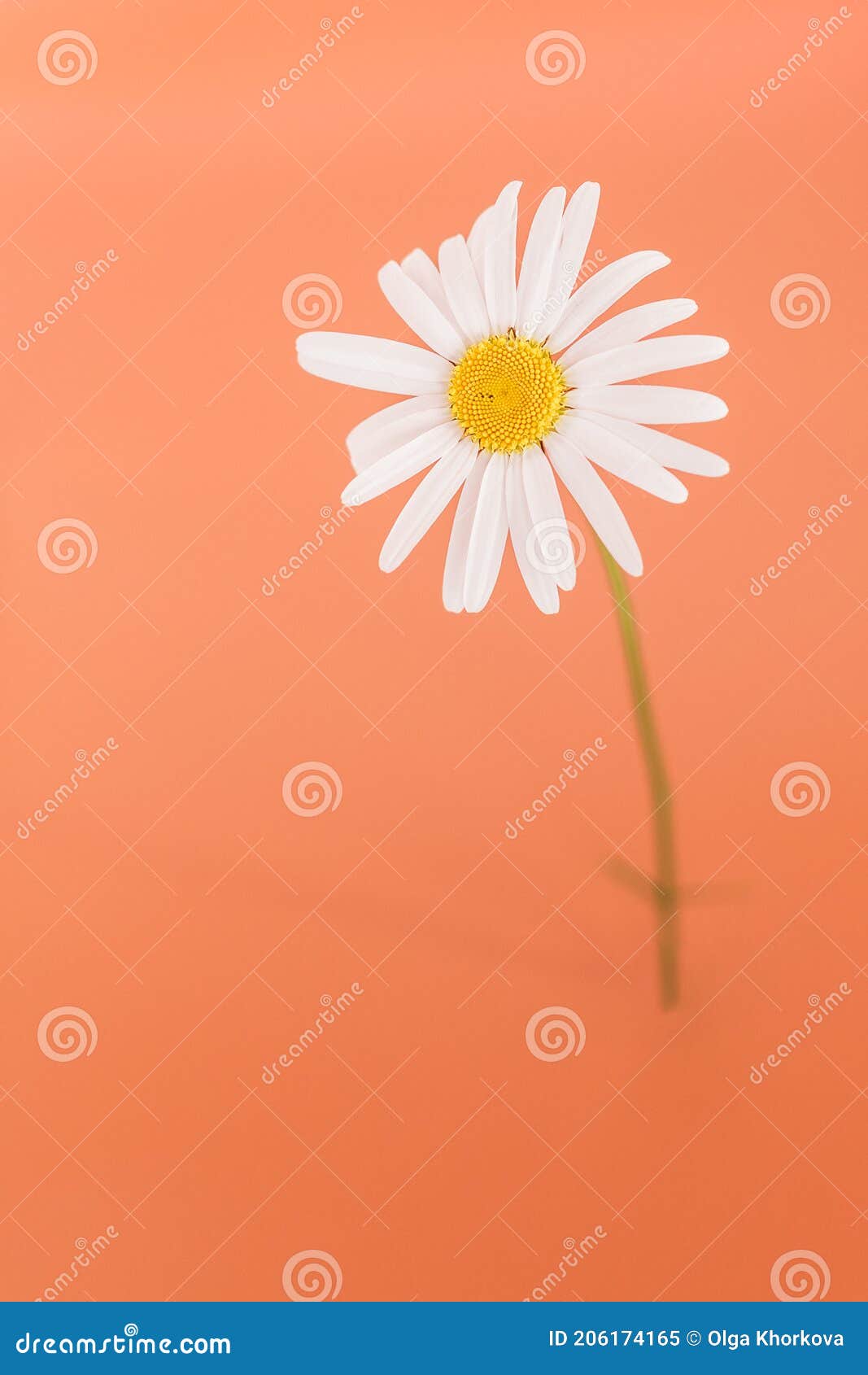 A Daisy Flower Standing On A Terracotta Background Royalty-Free Stock ...