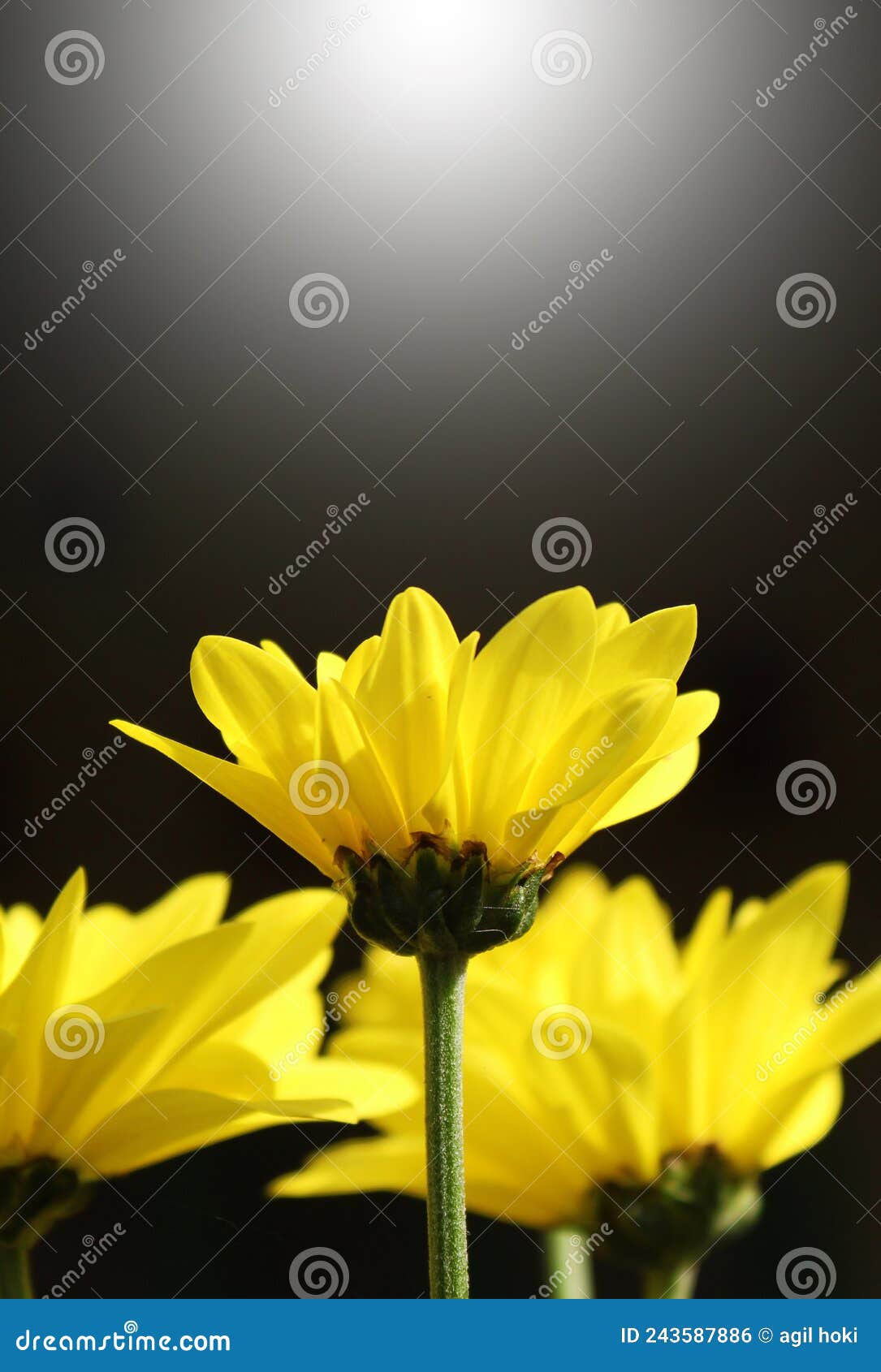 Daisy Flower with Striking Yellow Color Stock Photo - Image of nature ...