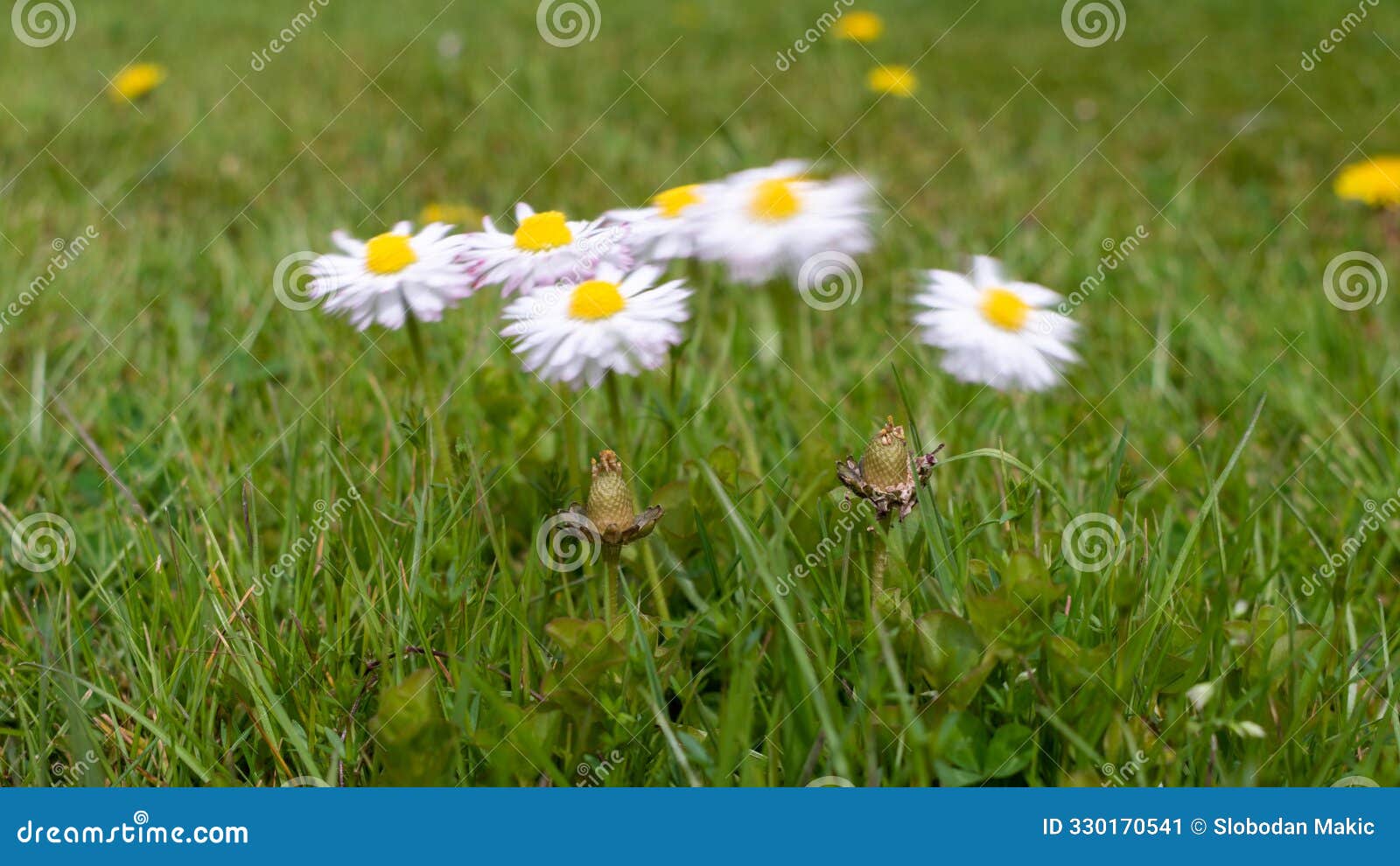 Daisy flower sway in wind stock image. Image of motion - 330170541