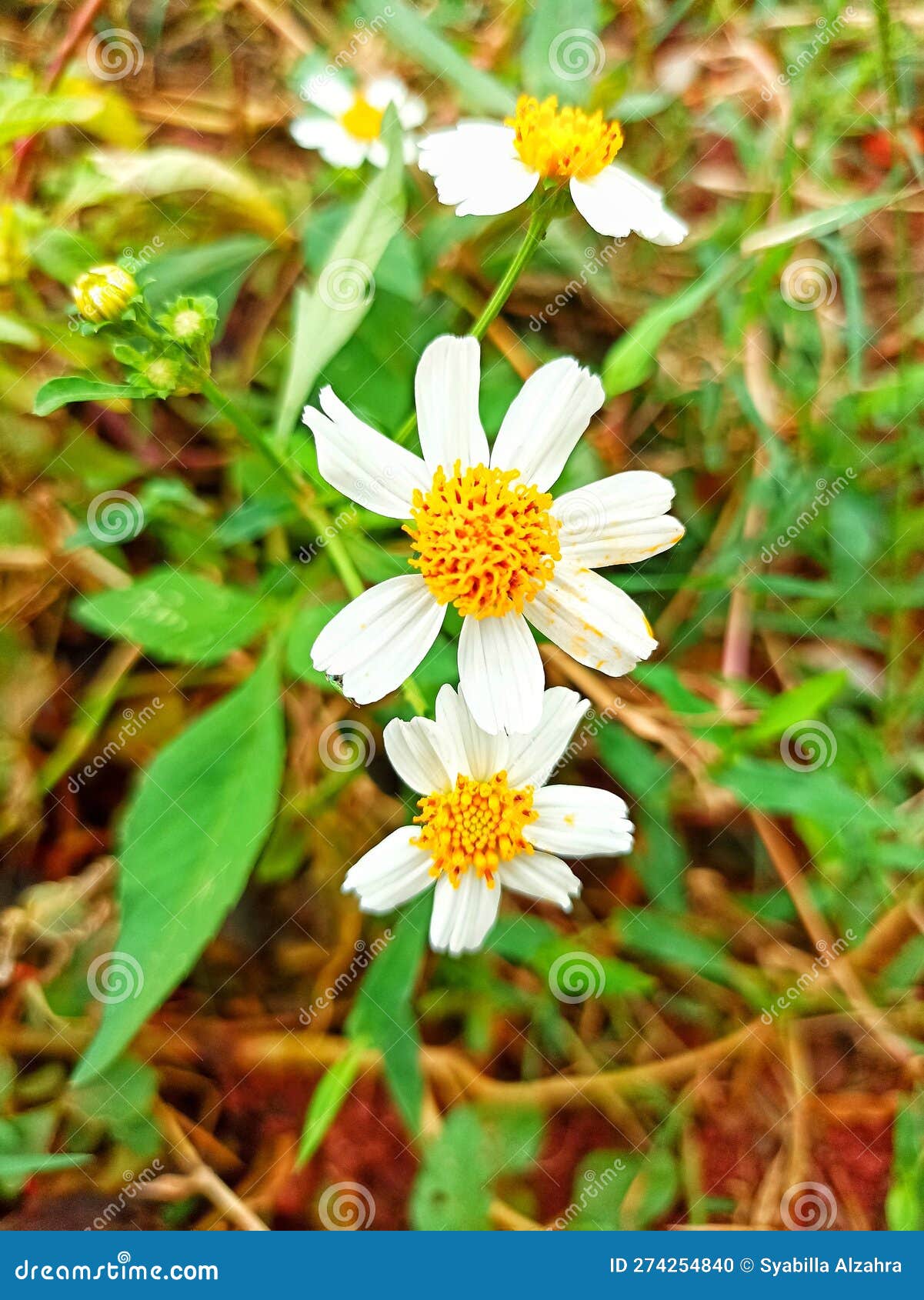 Daisy Flower Taken during Daytime from Above Using Portrait Feature ...