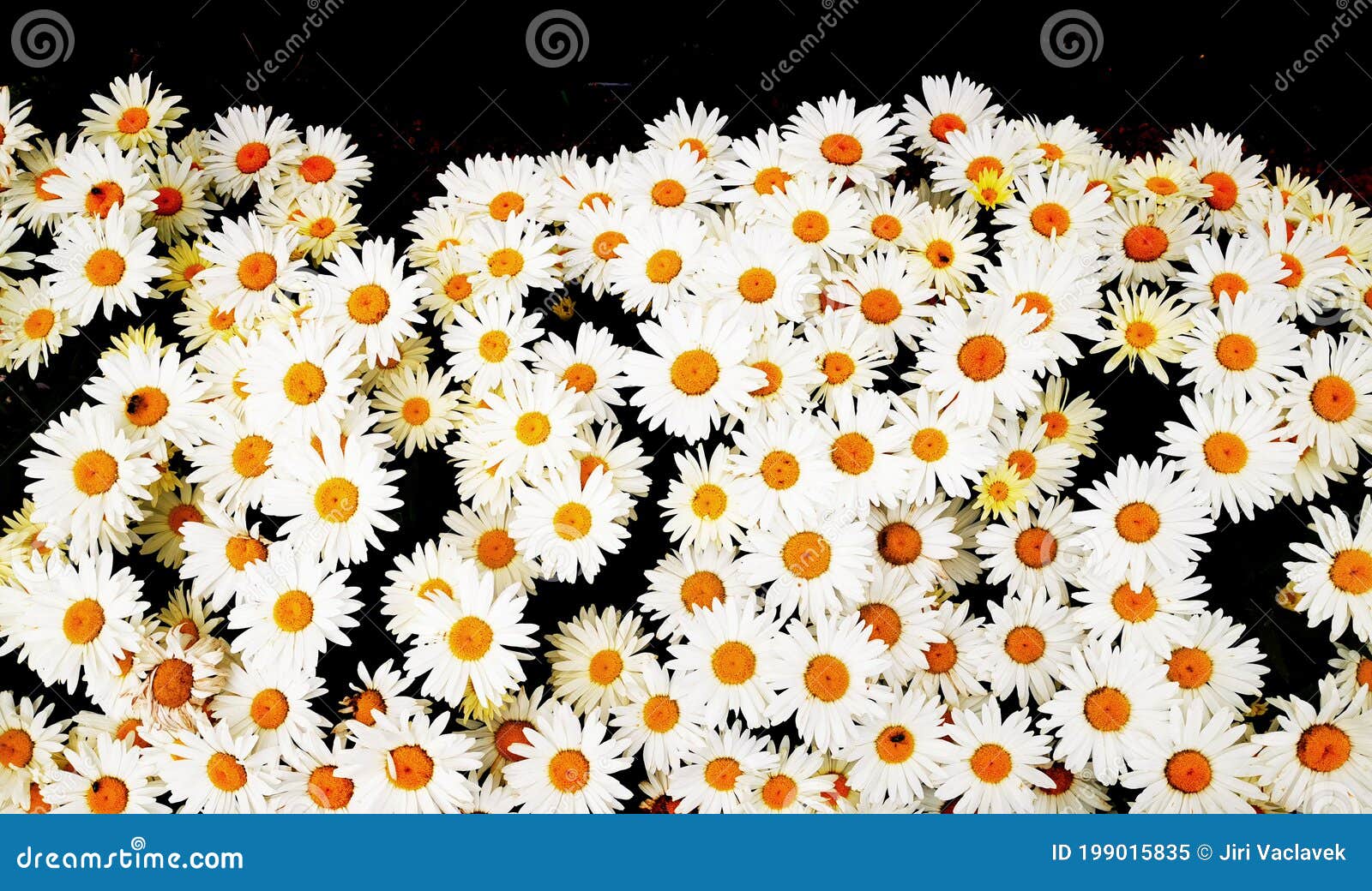 Daisy flower texture stock image. Image of fresh, field - 199015835