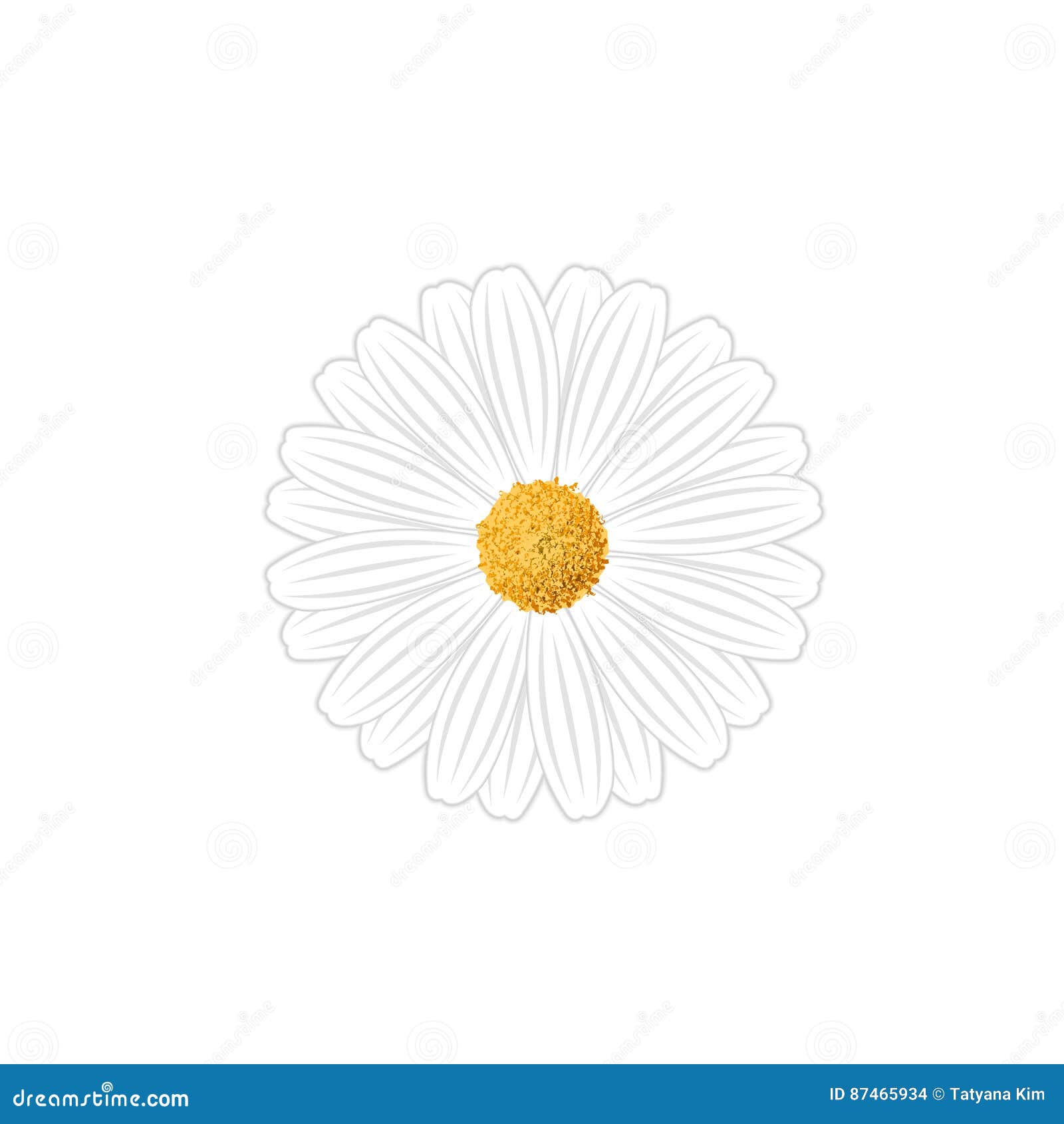 Daisy Flower on a Transparent Background. Vector Stock Vector ...