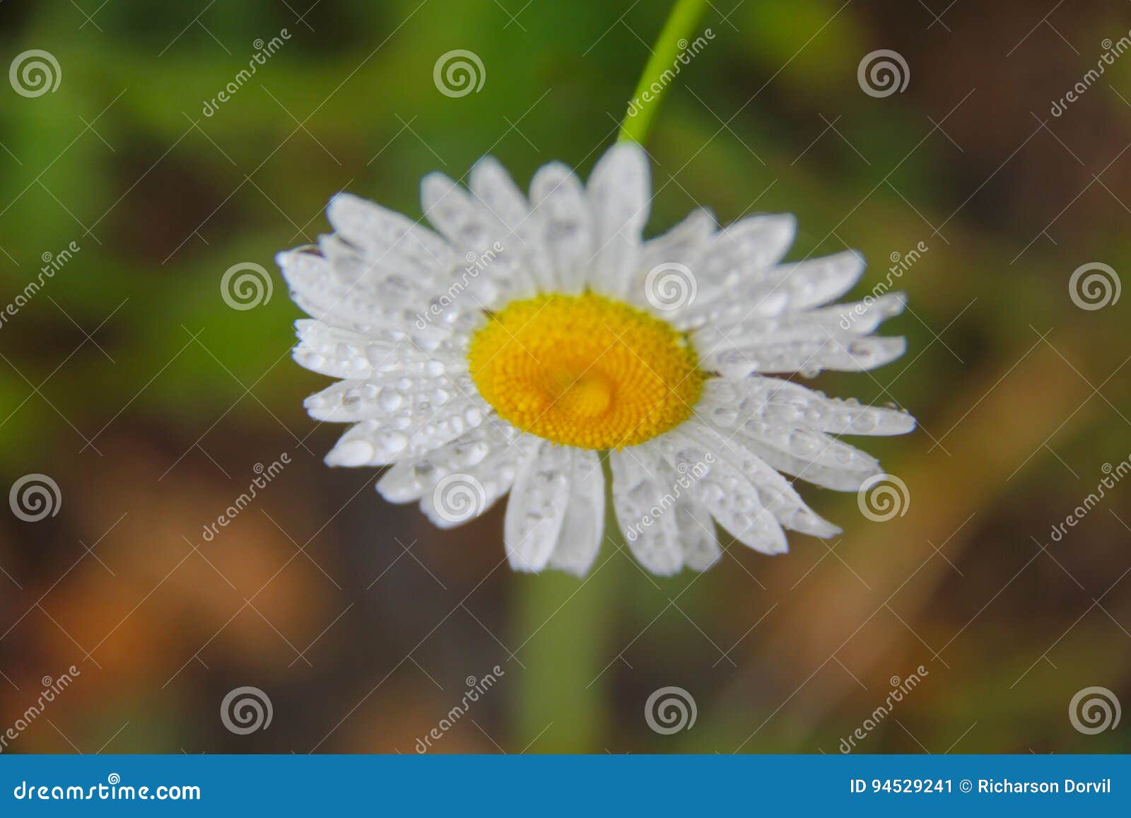 Daisy flower under rain stock image. Image of green, jardin - 94529241