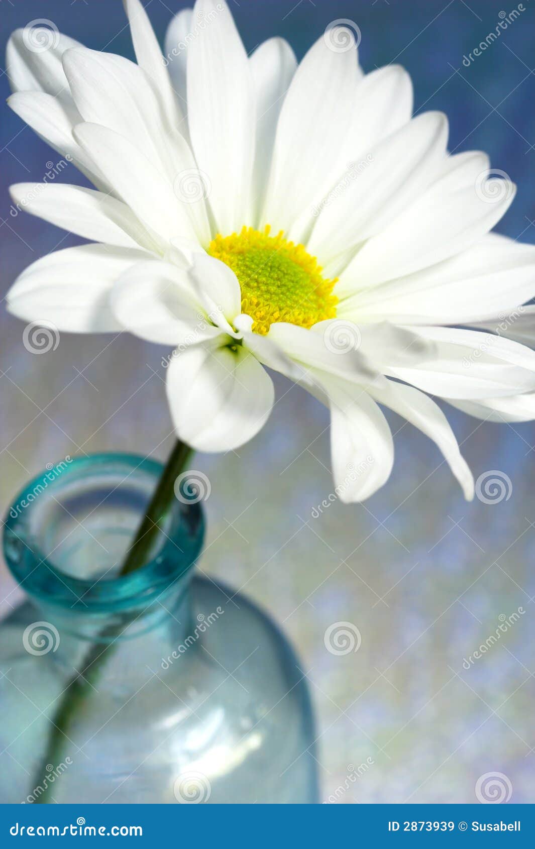 Daisy Flower in vase stock image. Image of white, glass - 2873939