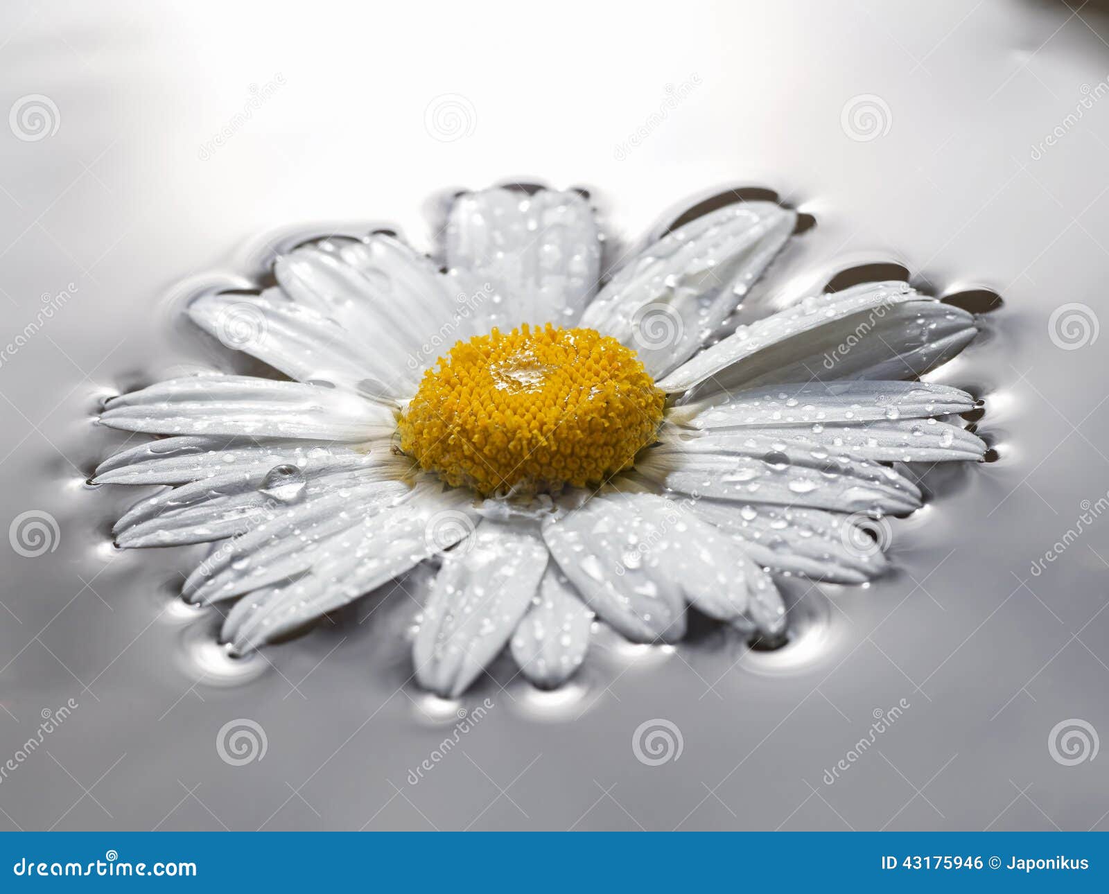 Daisy flower on water stock photo. Image of elegant, meadow - 43175946