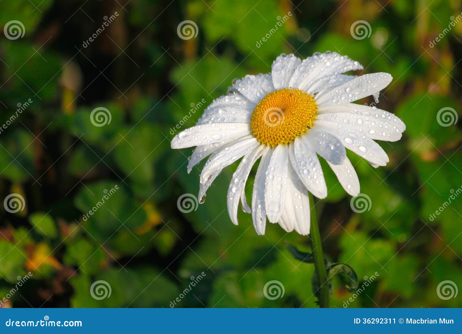 Daisy Flower with Water Droplets Stock Image - Image of macro, natural ...