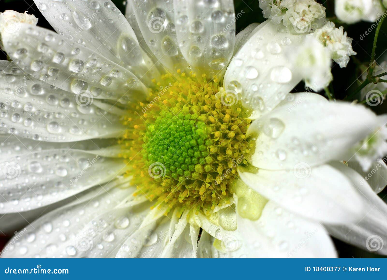Daisy Flower with Water Drops Close Up Stock Image - Image of color ...