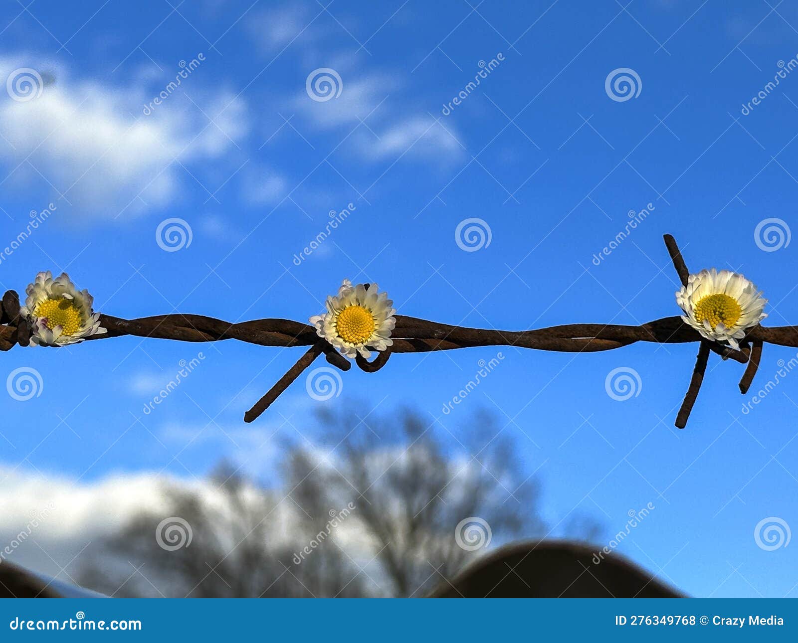 Daisy Flower on Wire Fence Contains Different Messages Stock Photo ...