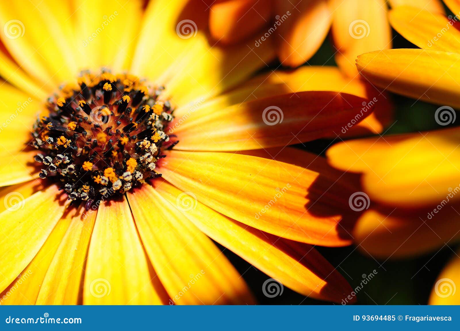 Daisy flower yellow stock image. Image of inside, flower - 93694485