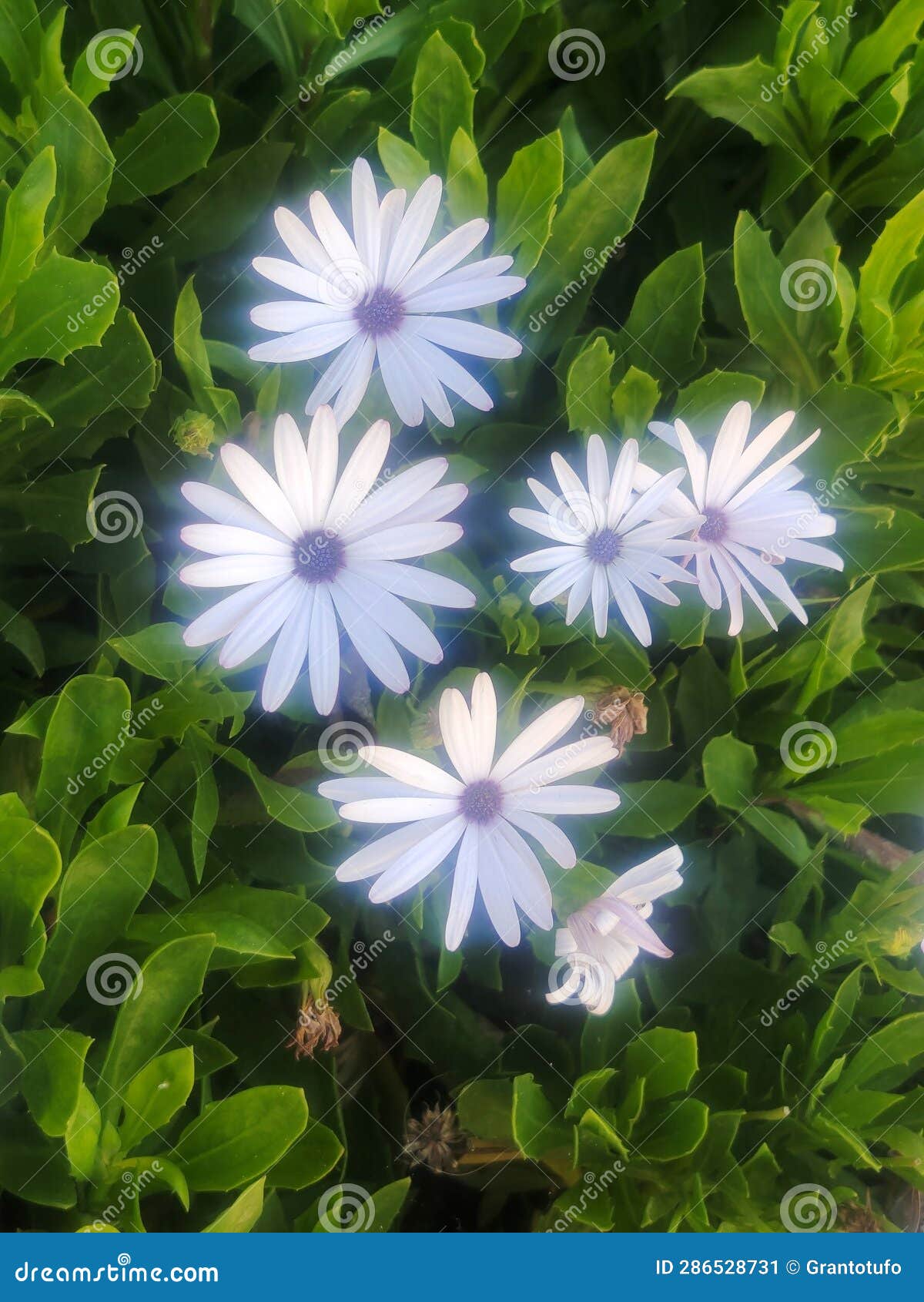 Daisy Flowerbed in Nature Forming a Background Stock Image - Image of ...