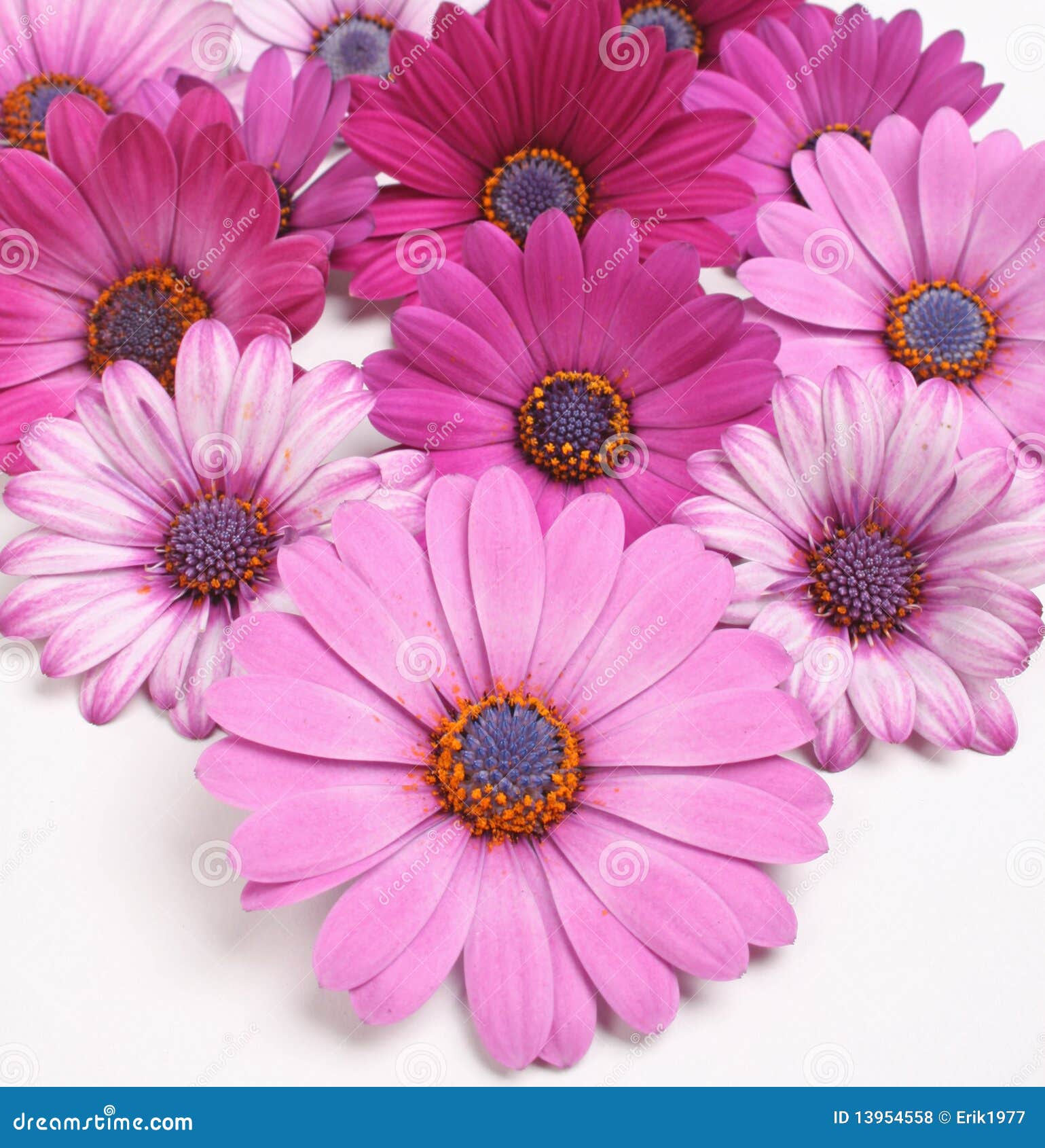 Daisy flowers stock photo. Image of border, abstract - 13954558