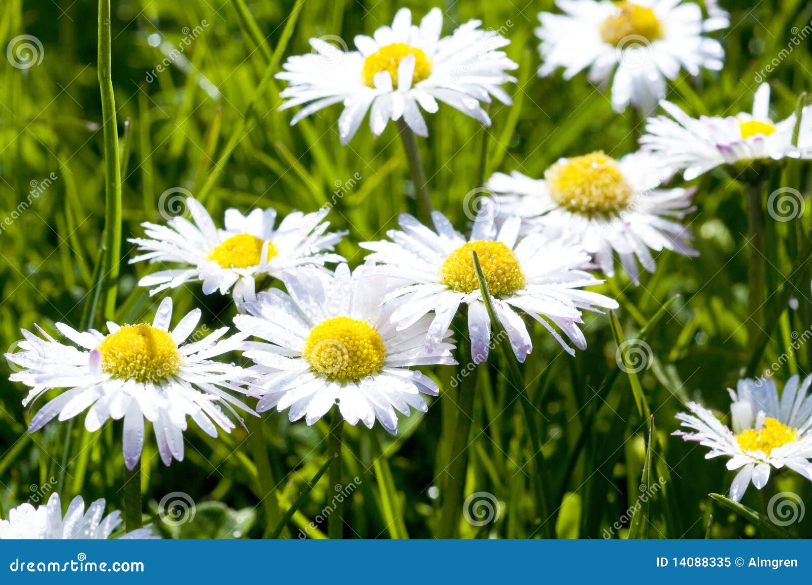Daisy Flowers stock image. Image of color, beautiful - 14088335