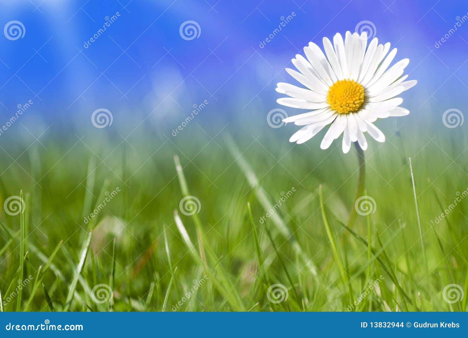 Daisy flowers alone stock photo. Image of green, flower - 13832944