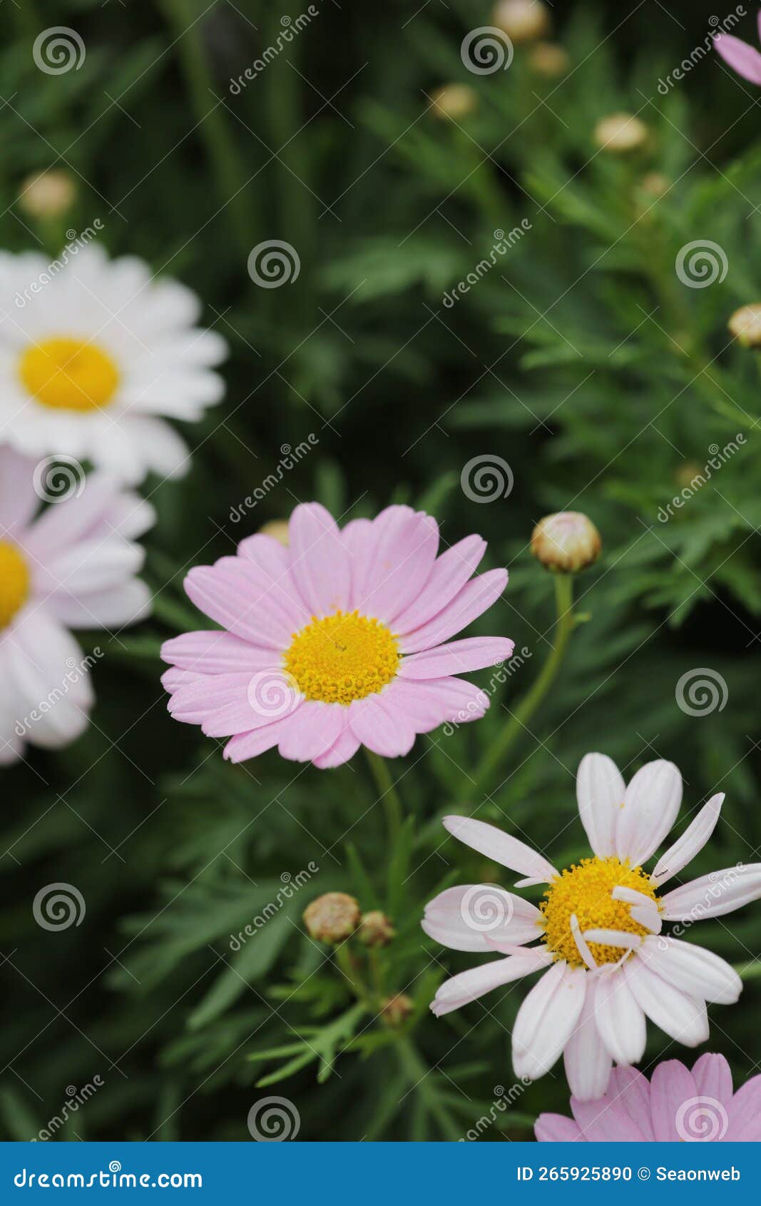 A Daisy Flowers on Back Ground of the Season Landscape Stock Photo ...