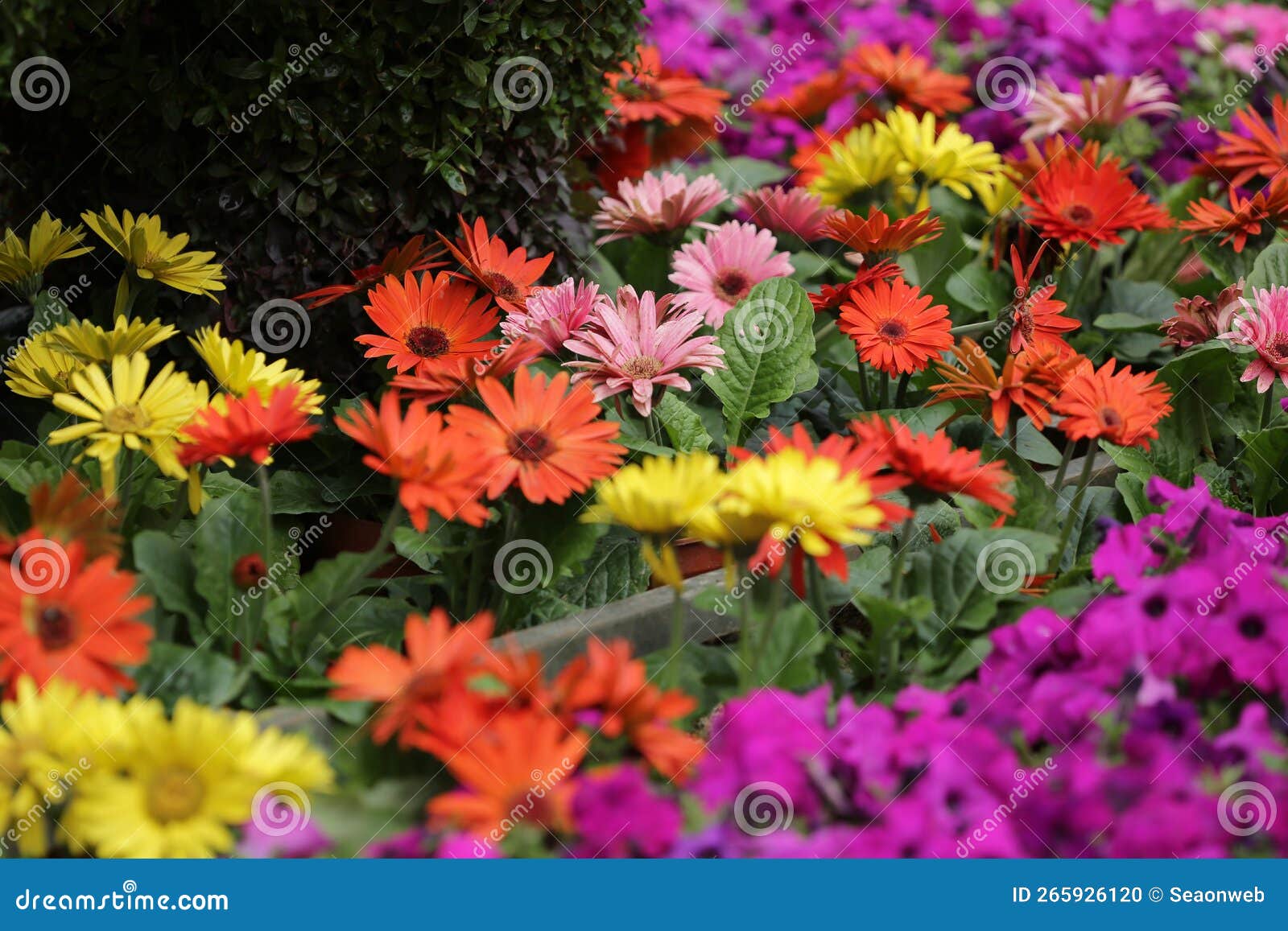 A Daisy Flowers on Back Ground of the Season Landscape Stock Photo ...