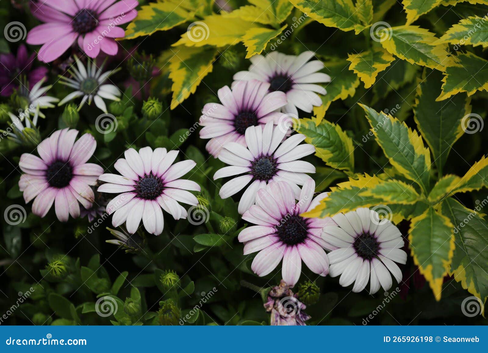 A Daisy Flowers on Back Ground of the Season Landscape Stock Photo ...
