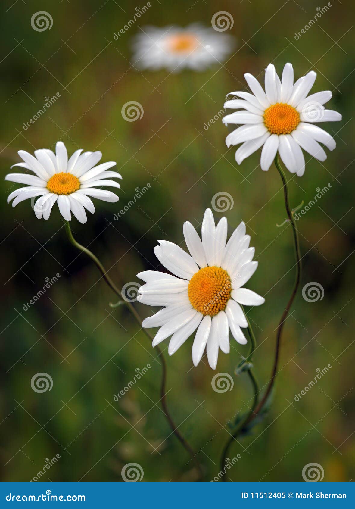 Daisy flowers in bloom stock image. Image of flora, colorful - 11512405