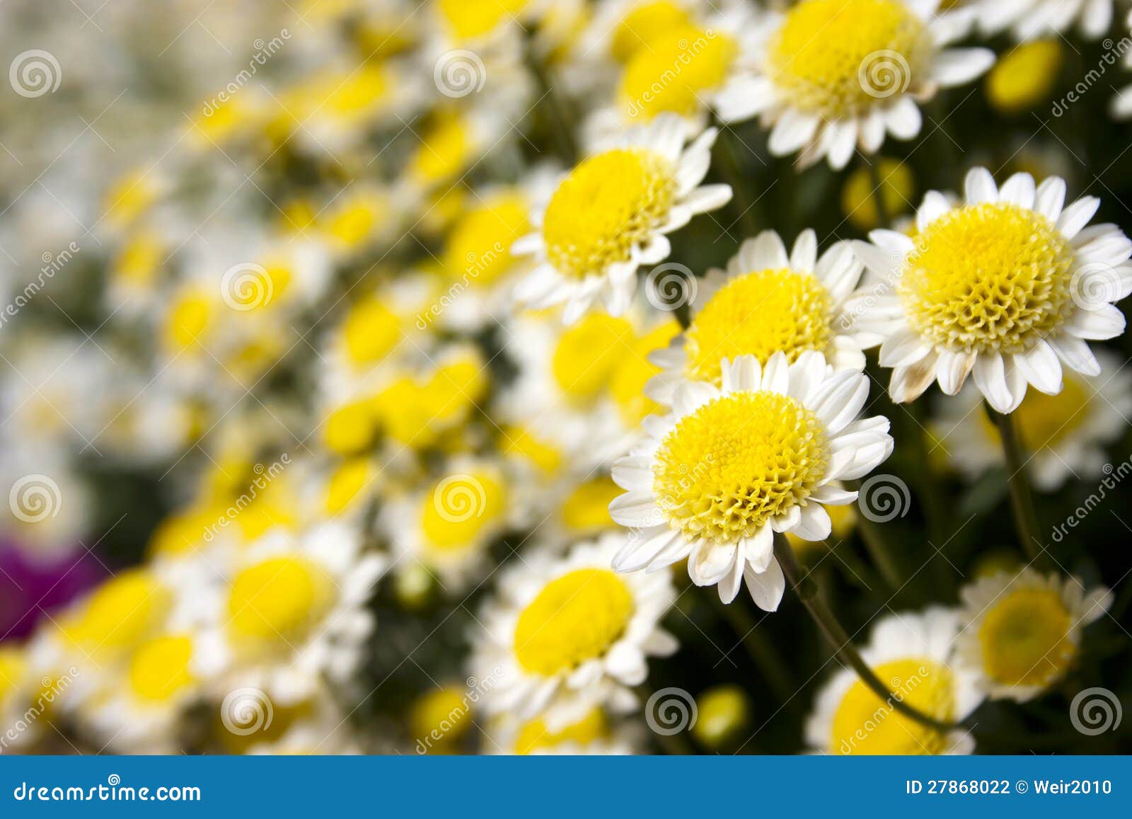 Daisy flowers in bloom stock photo. Image of white, common - 27868022