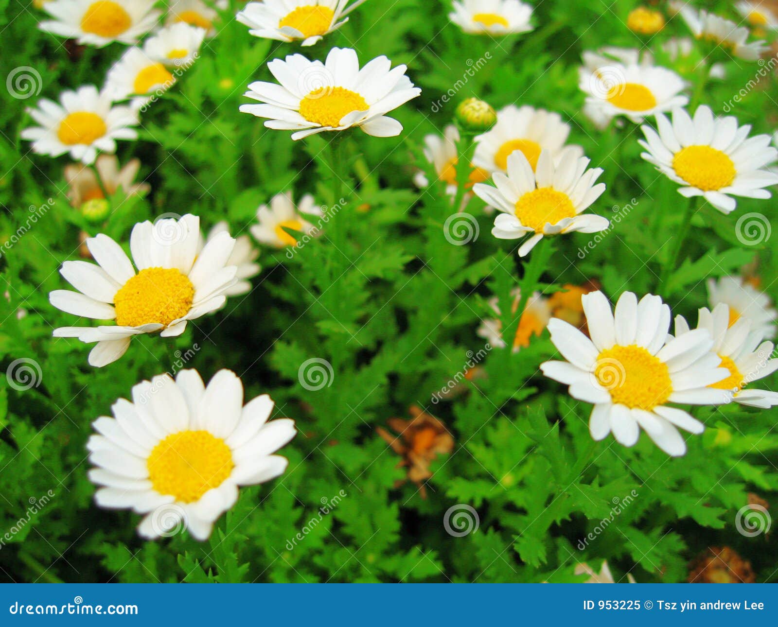 Daisy flowers in bloom stock image. Image of field, outdoors - 953225