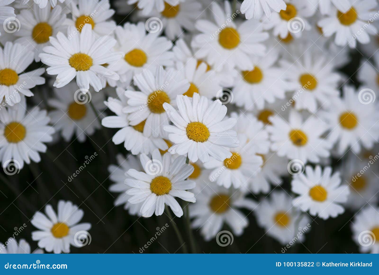 Daisies stock photo. Image of flowers, flower, blossoms - 100135822