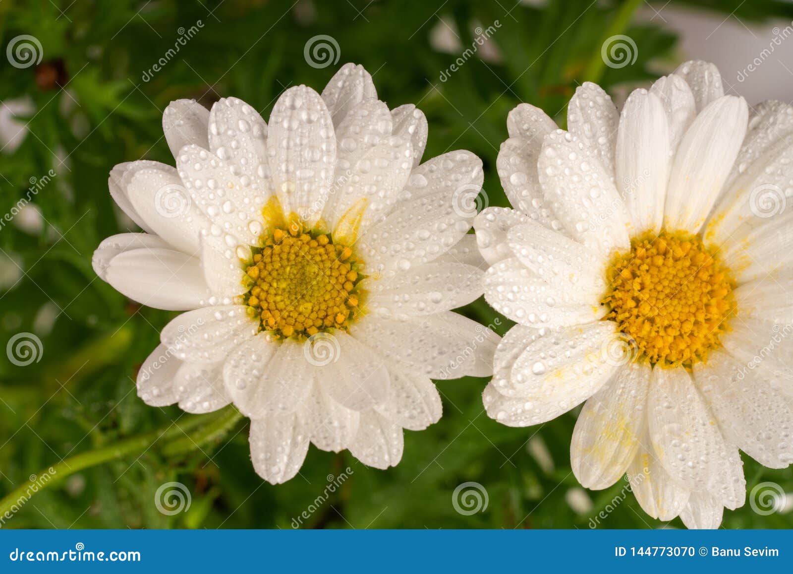 Daisy Flowers Blooming in Spring Stock Photo - Image of flowers, lawn ...