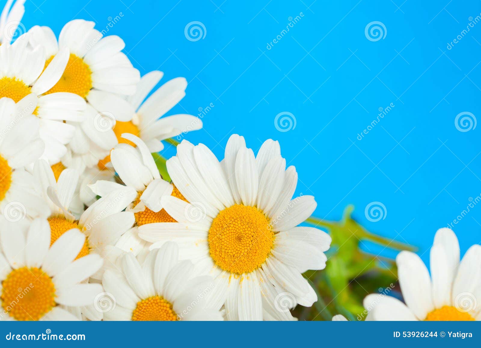 Daisy Flowers on a Blue Background Stock Photo - Image of bright, clear ...